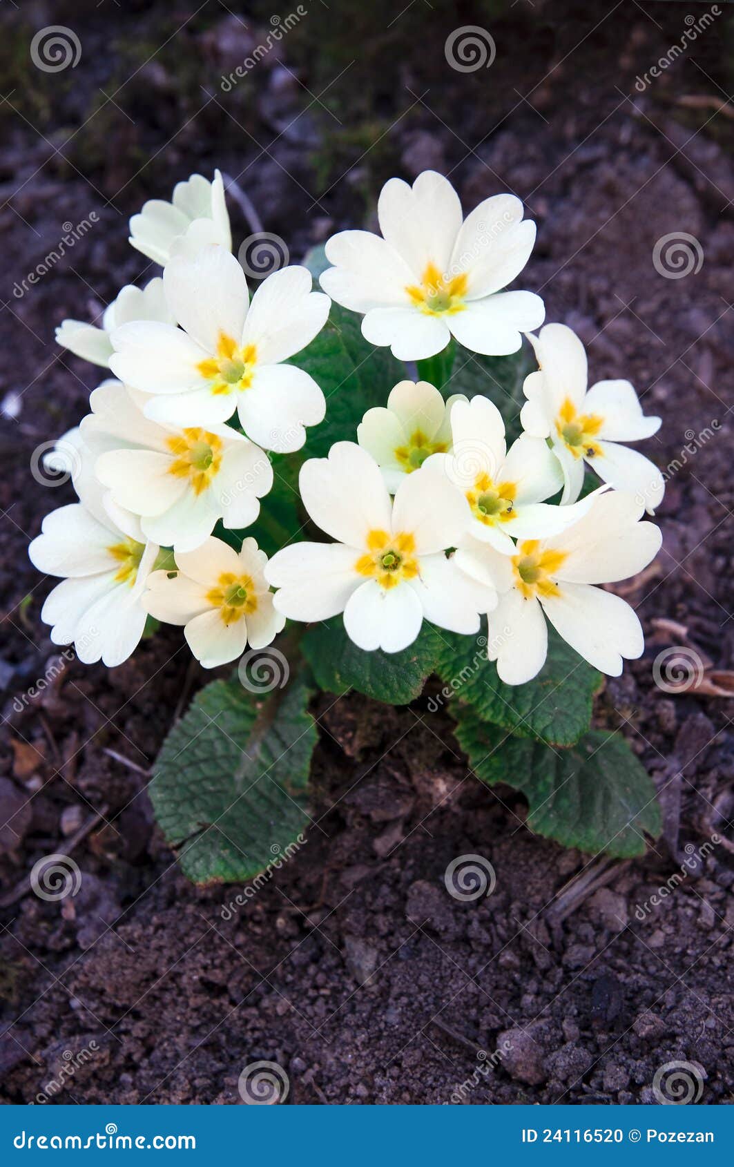 White primrose stock photo. Image of natural, bloom, object - 24116520