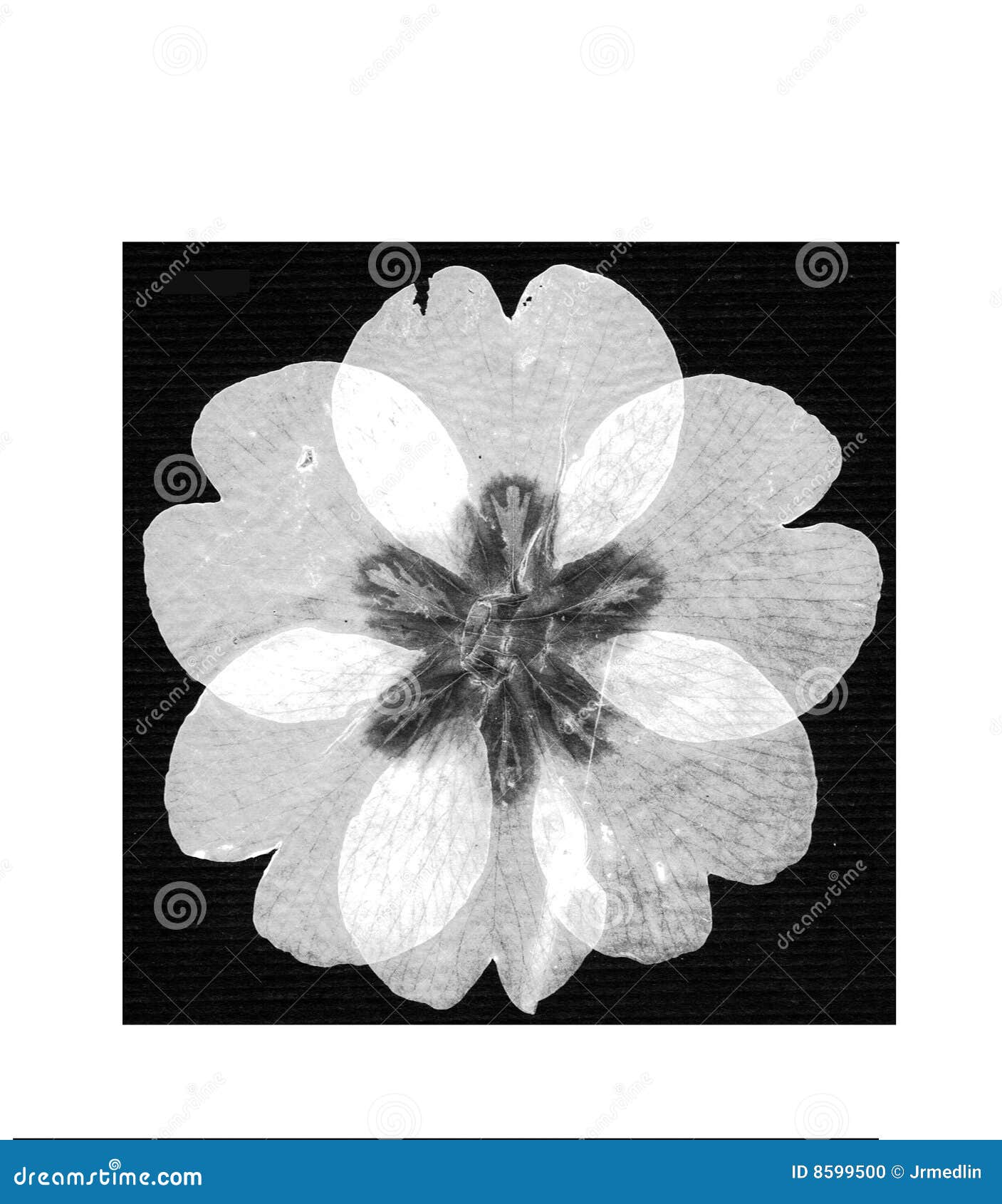 White primrose flower stock photo. Image of gray, black - 8599500