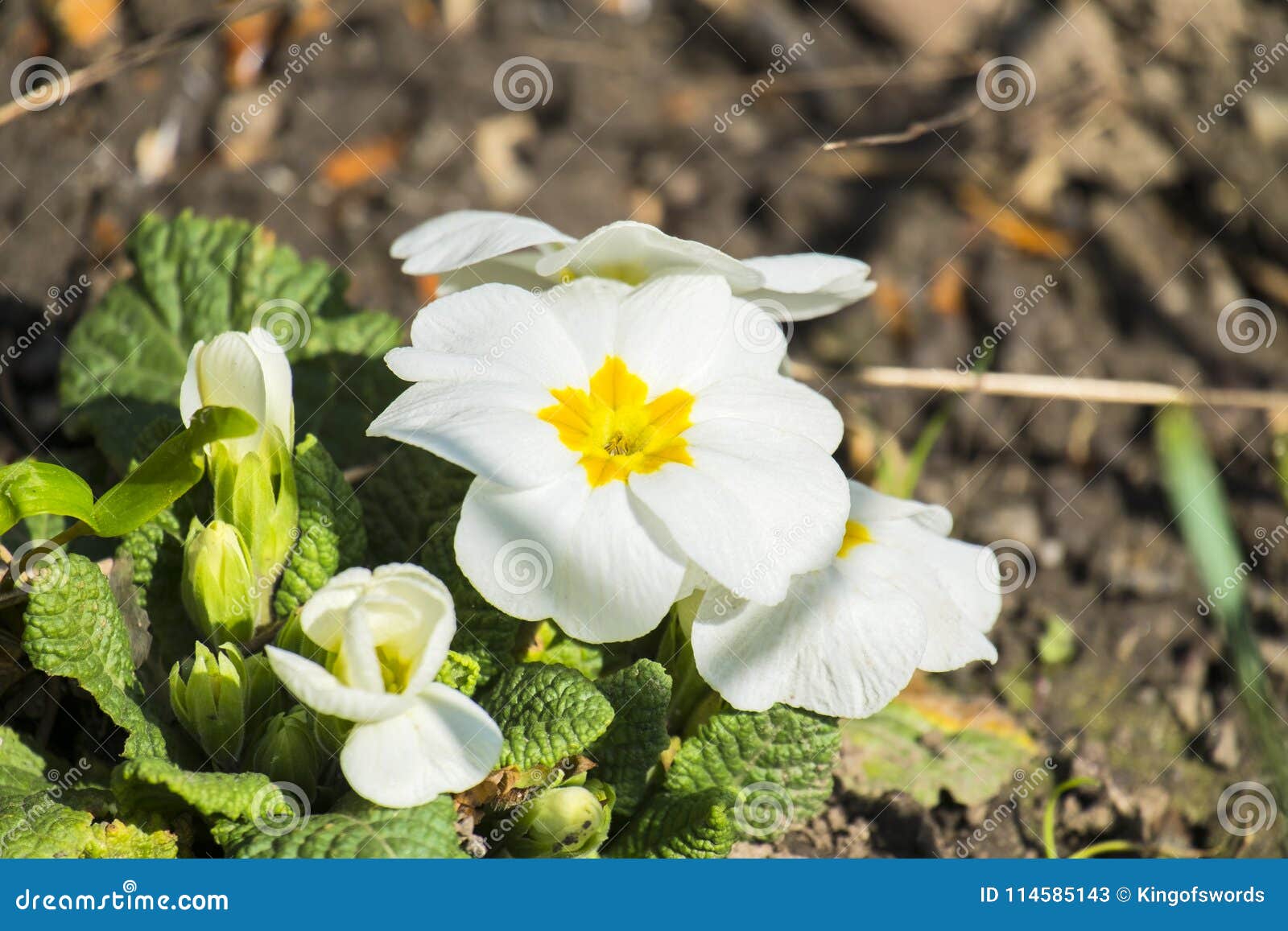 White primrose flowers stock image. Image of family - 114585143