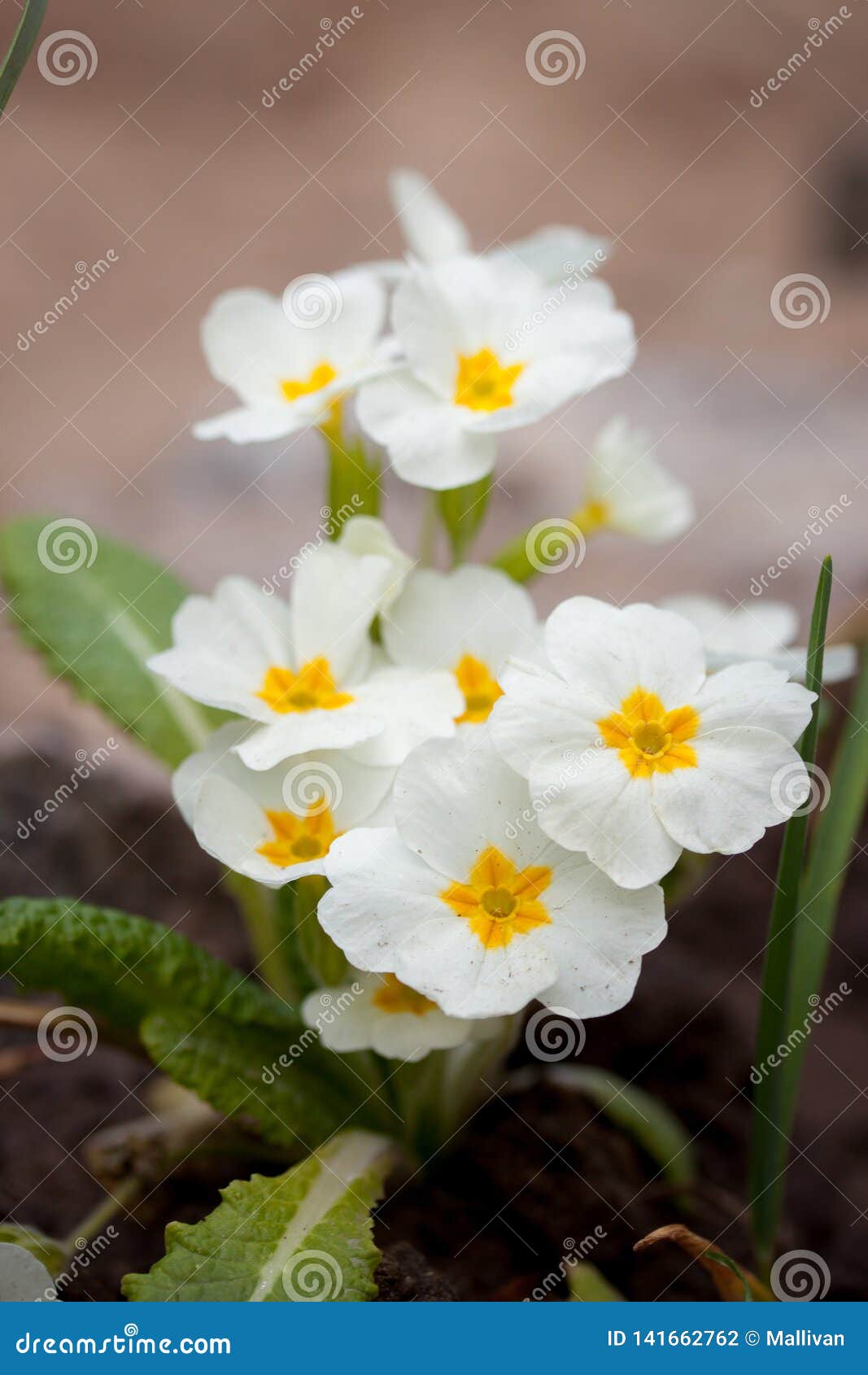 White Primrose in the Garden Stock Photo - Image of bloom, group: 141662762