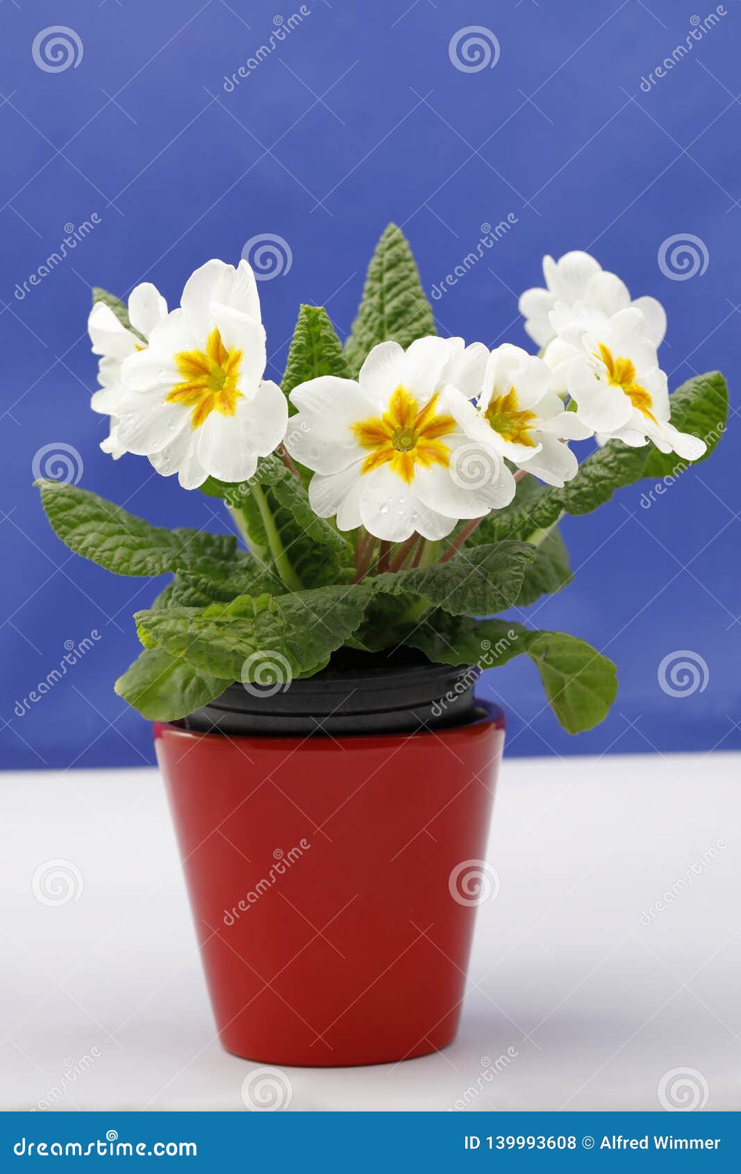 White Primroses in a Red Flower Pot with White and Blue Background ...