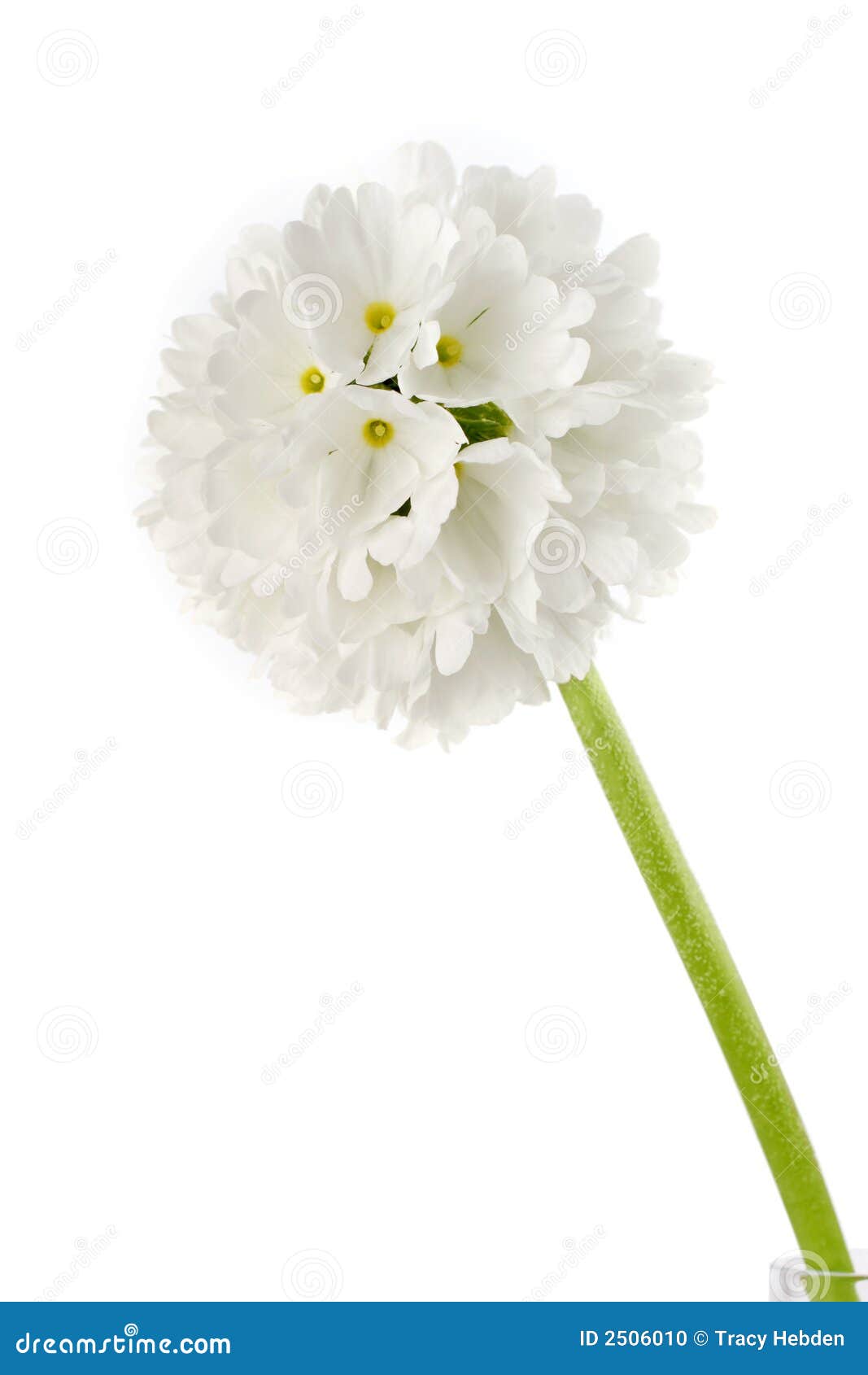 White primula stock photo. Image of bloom, horticulture - 2506010