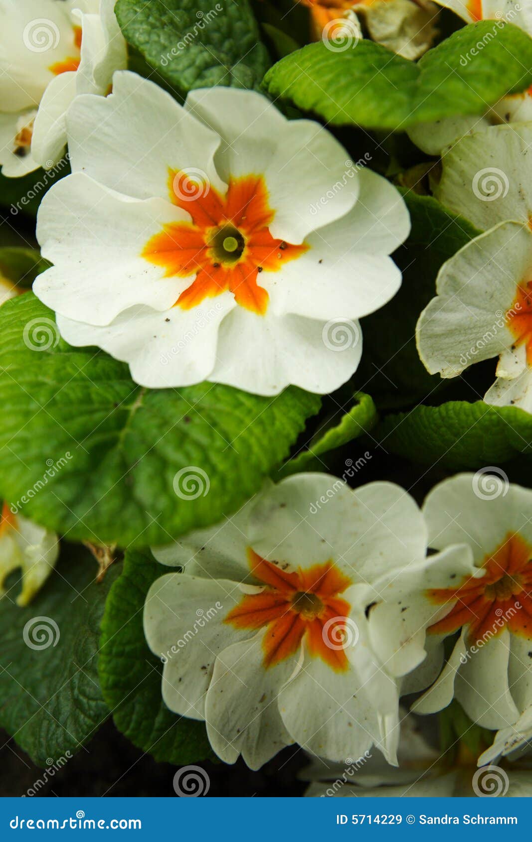 White primula flowers stock image. Image of color, decorative - 5714229