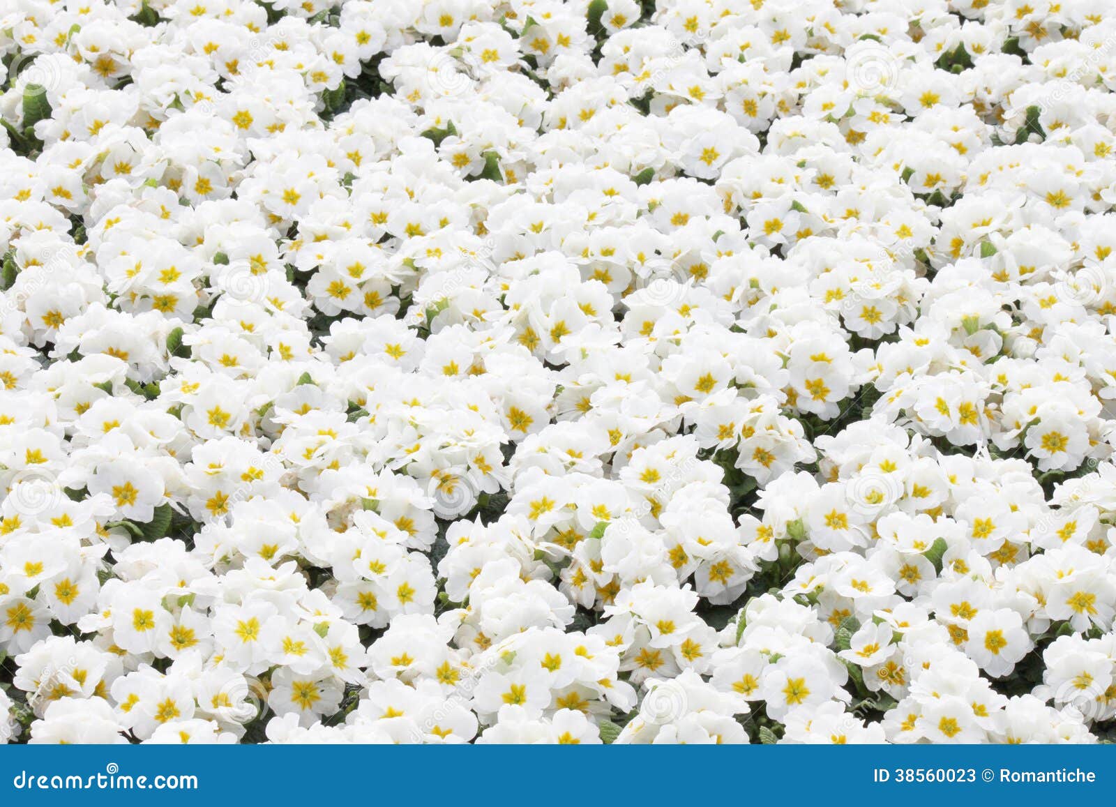 White Primula flowers stock image. Image of garden, decorative - 38560023