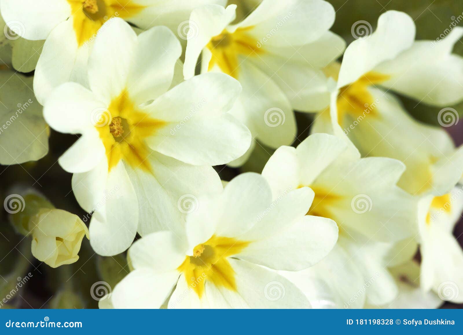 White Primula Flowers Macro Photo. Beautiful Spring Flowers Stock Photo ...