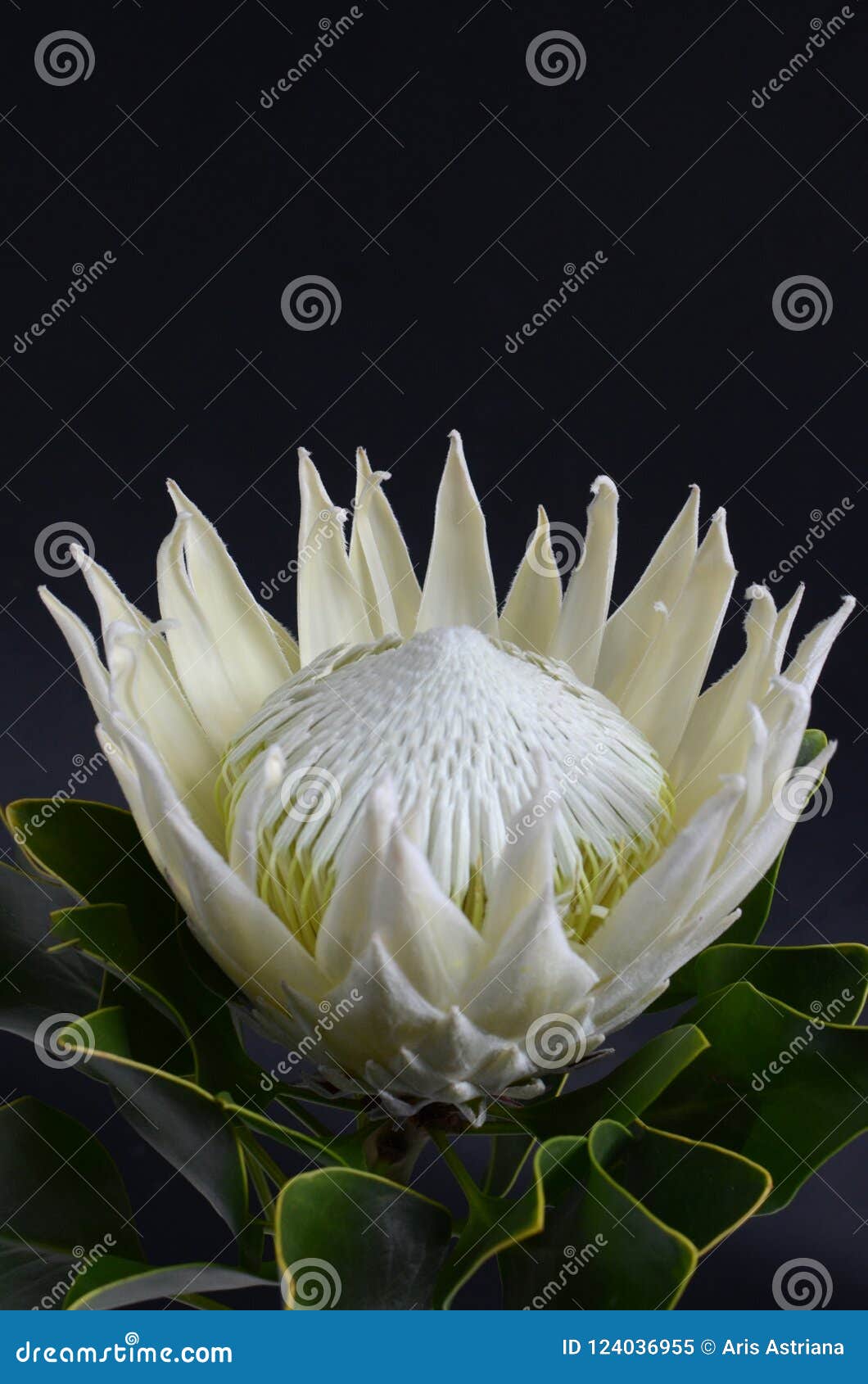 White Protea Plant for Background Stock Image - Image of beautiful ...