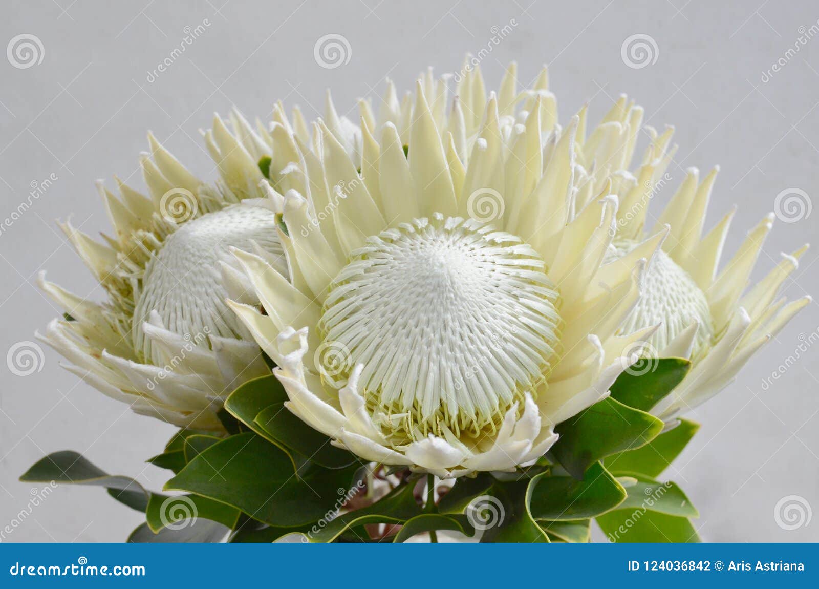 White Protea Plant on White Background Stock Photo - Image of black ...