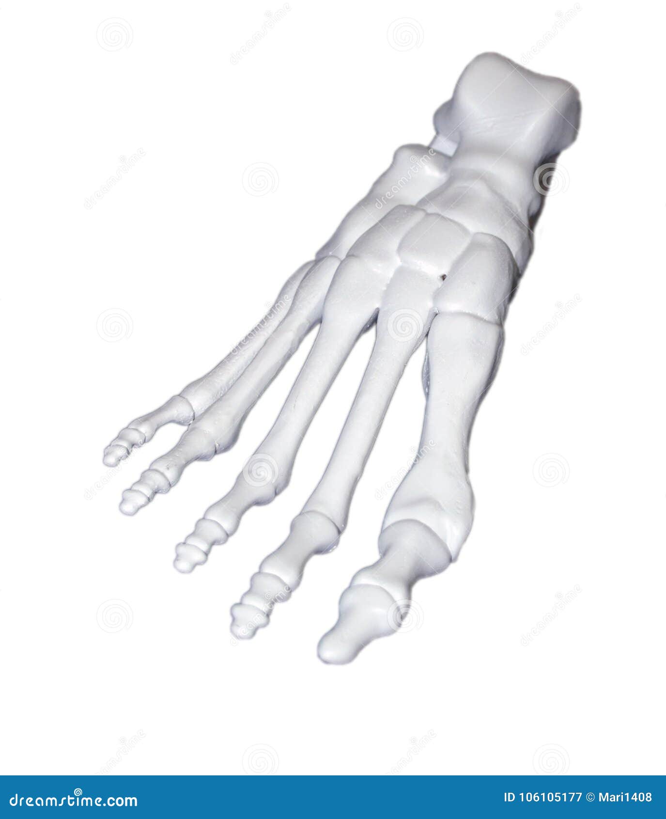 White Prototype of the Human Foot Skeleton Printed on 3d Printer on ...