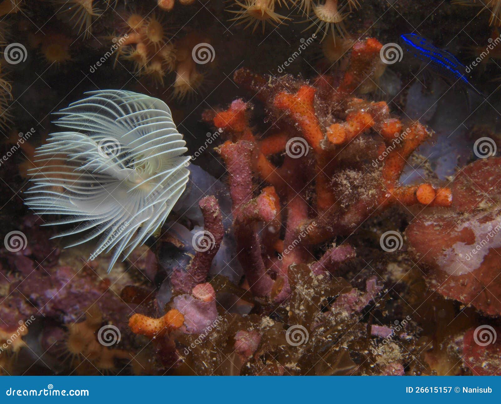 White protula tubularia stock image. Image of photosub - 26615157