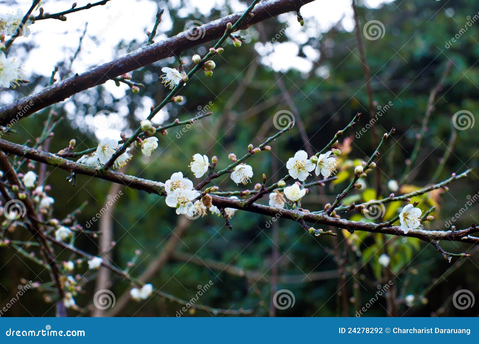 White Prunus mume flower stock photo. Image of silhouette - 24278292