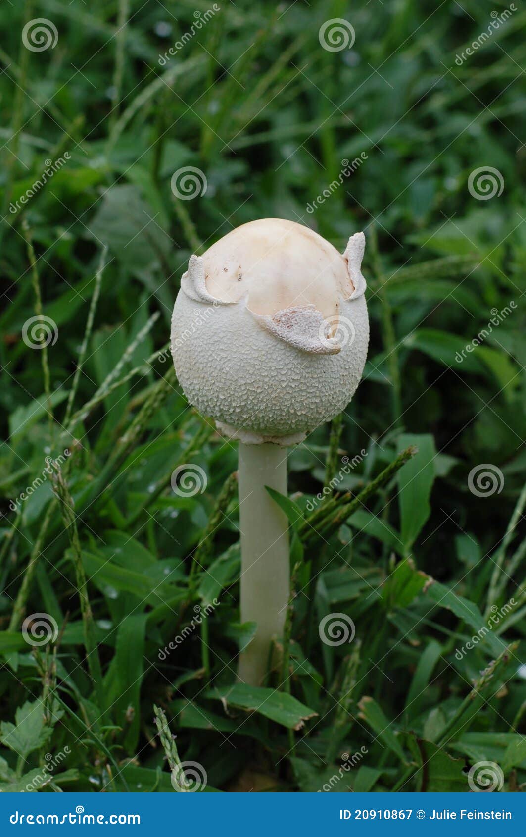 White Puffball Mushroom in the Grass Stock Image - Image of mushrooms ...