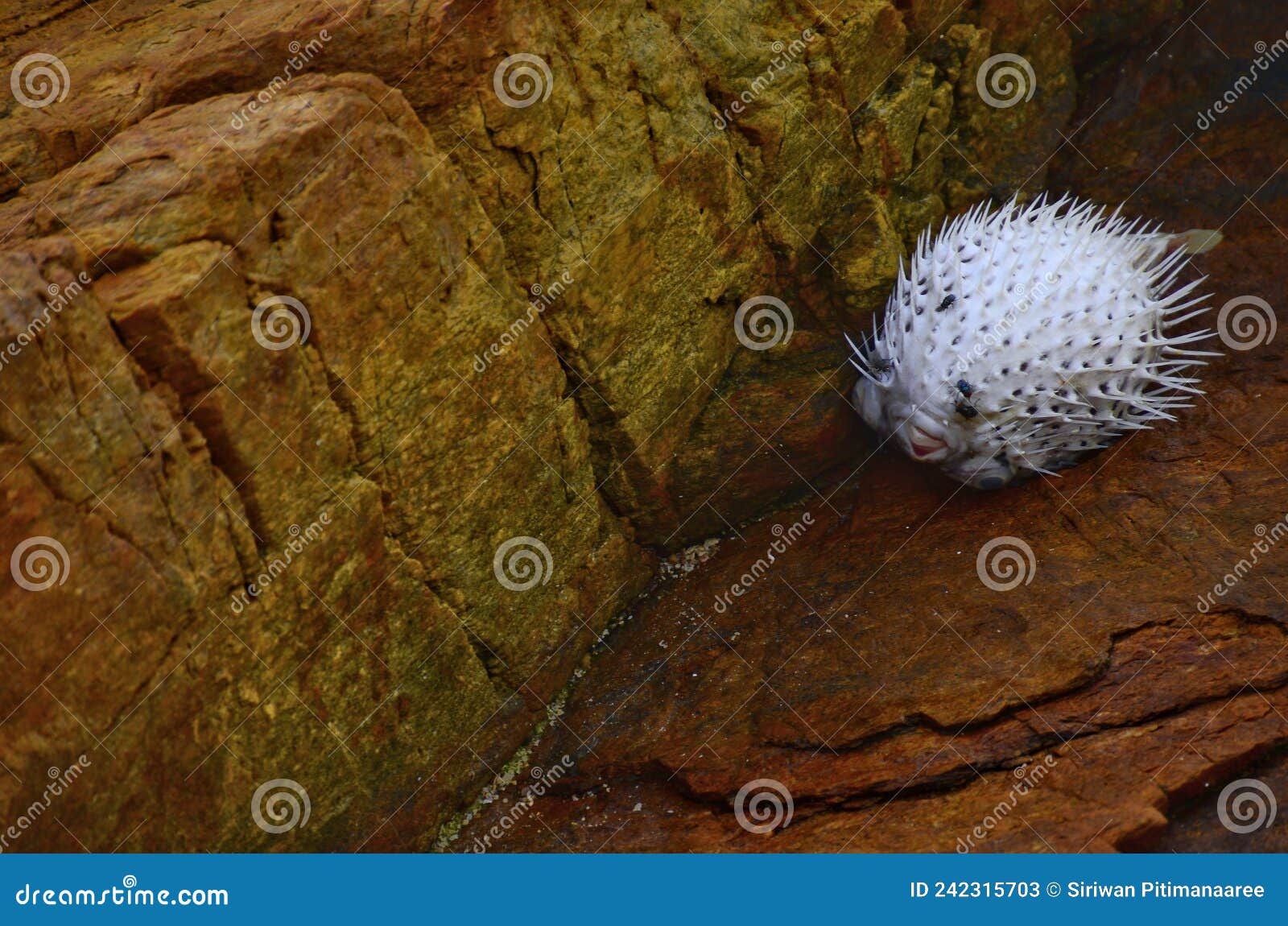 A White Puffer Fish Remains Stuck on a Rock in the Sea Stock Image ...