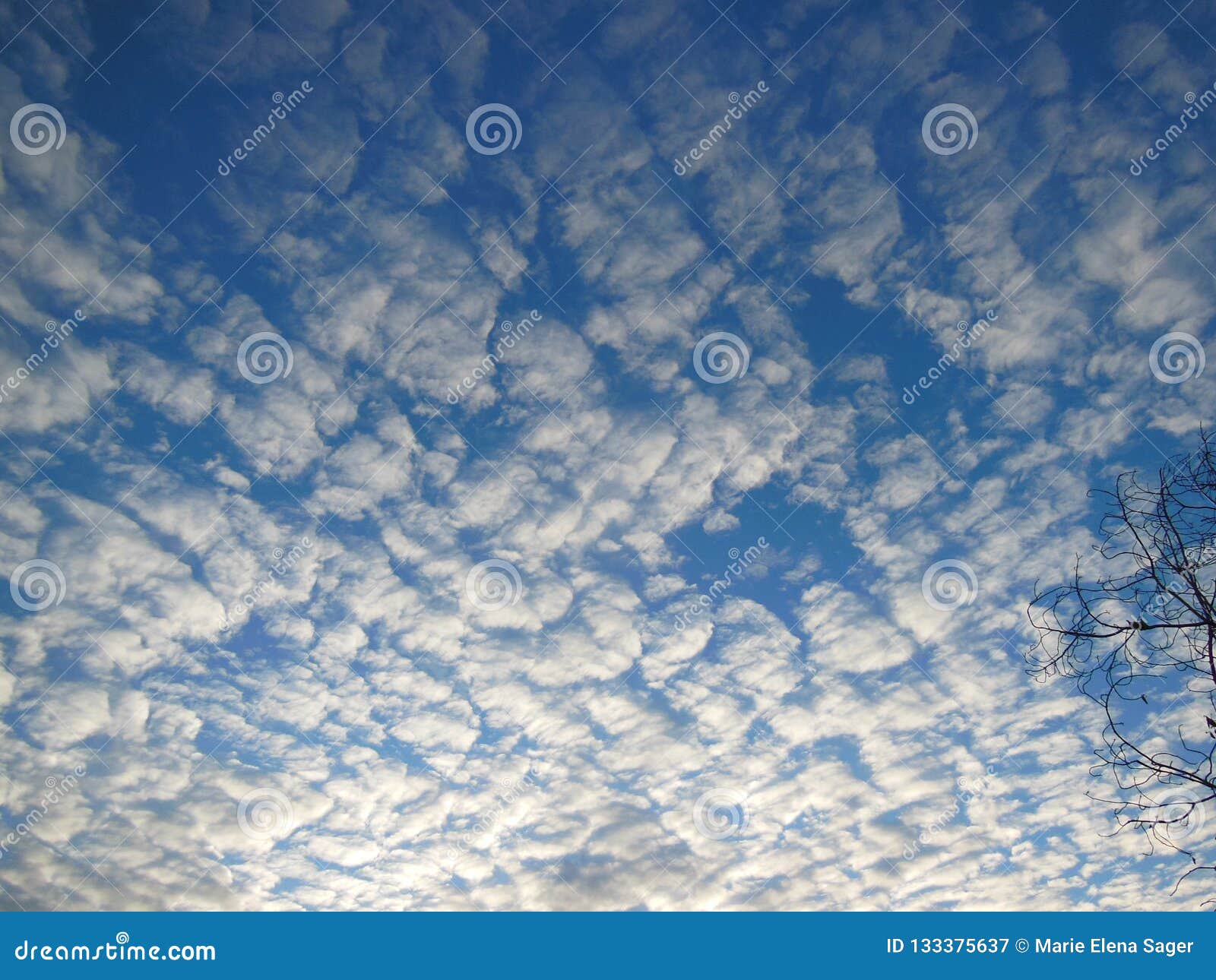 White Puffy Clouds in the Sky Stock Image - Image of branches, peaceful ...