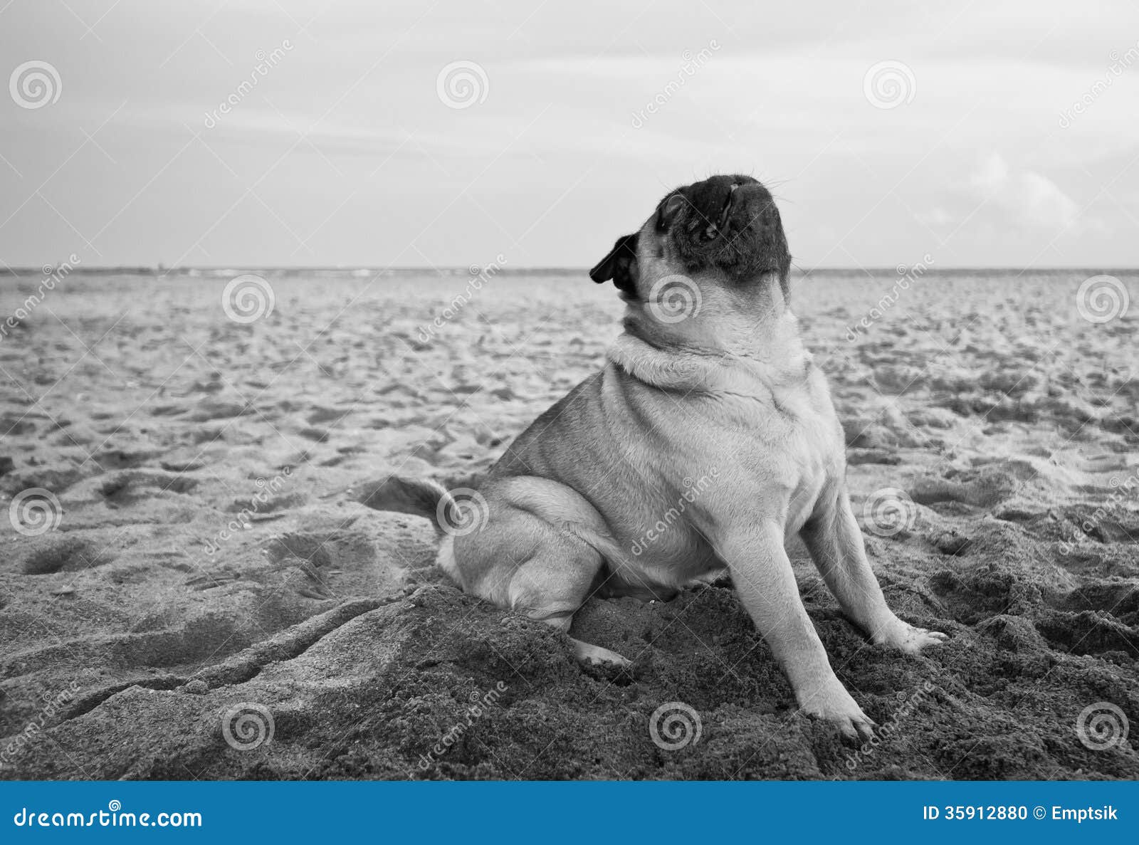 White Pug Poses at the Beach Stock Photo - Image of looking, snout ...