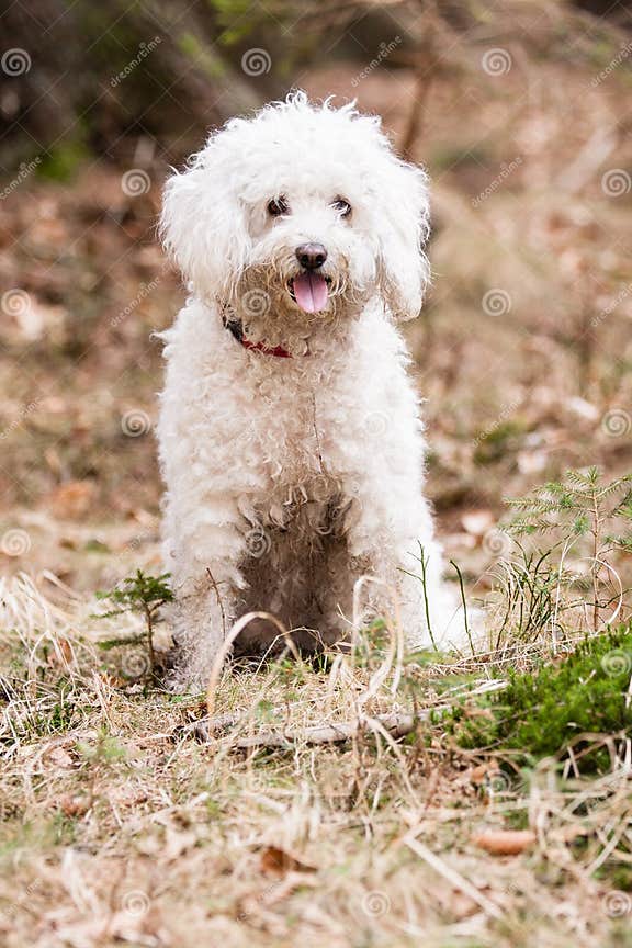 White Puli stock photo. Image of hair, hungarian, head - 38840472