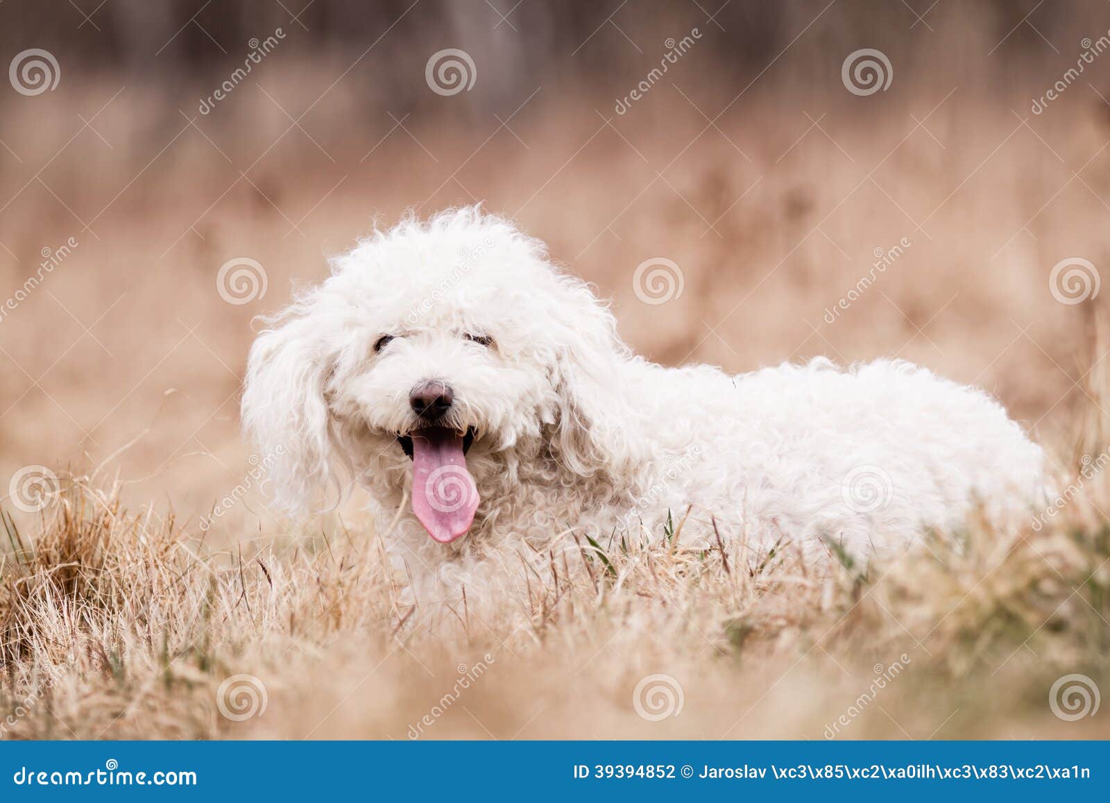 White Puli stock photo. Image of isolated, domestic, looking - 39394852