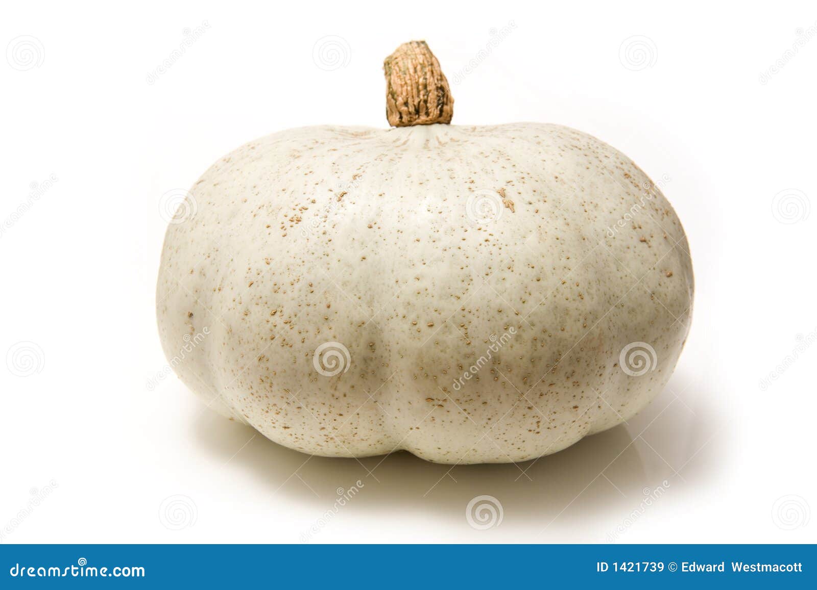 White pumpkin stock image. Image of isolated, white, curcubita - 1421739