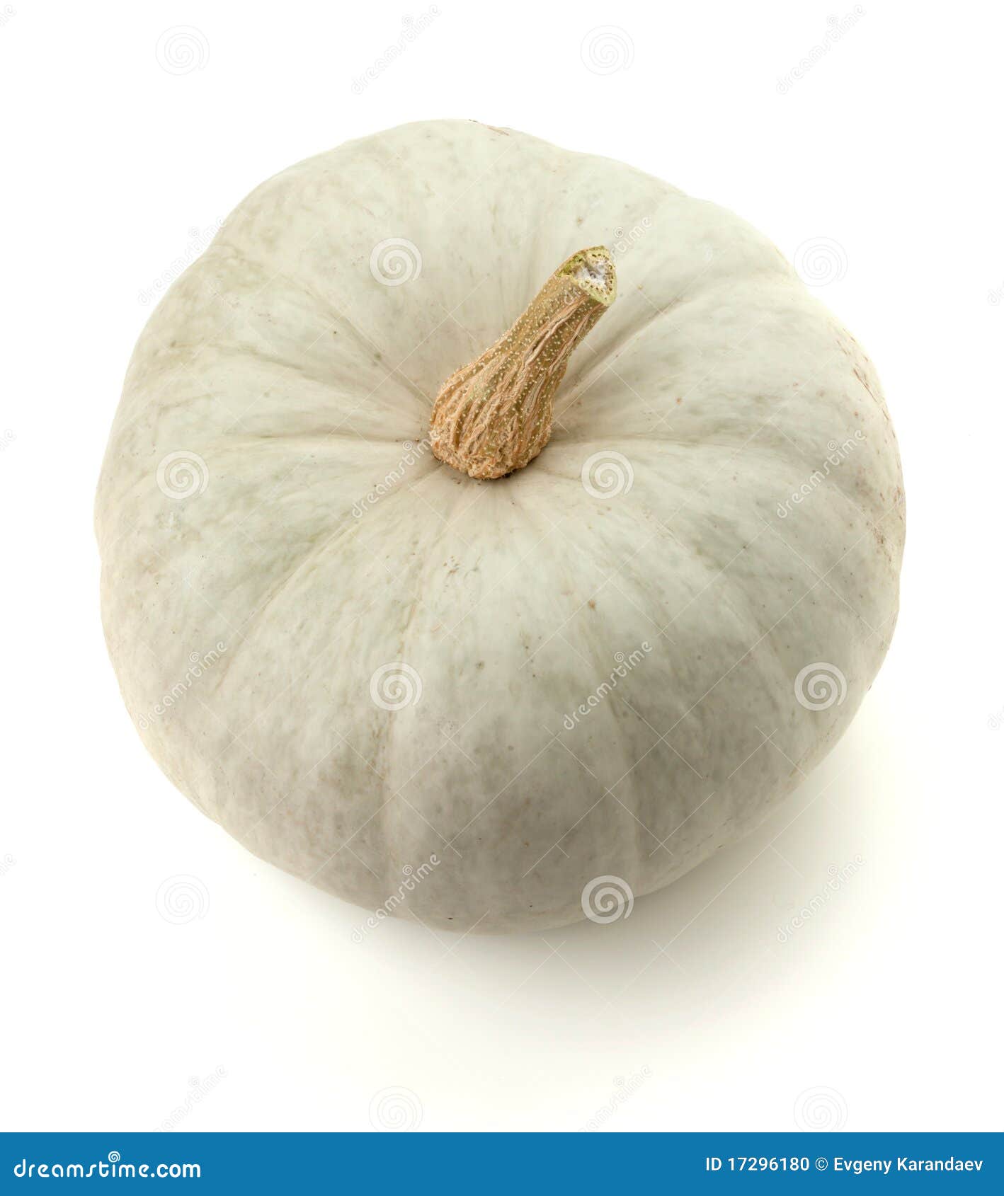 White pumpkin stock photo. Image of macro, small, harvest - 17296180