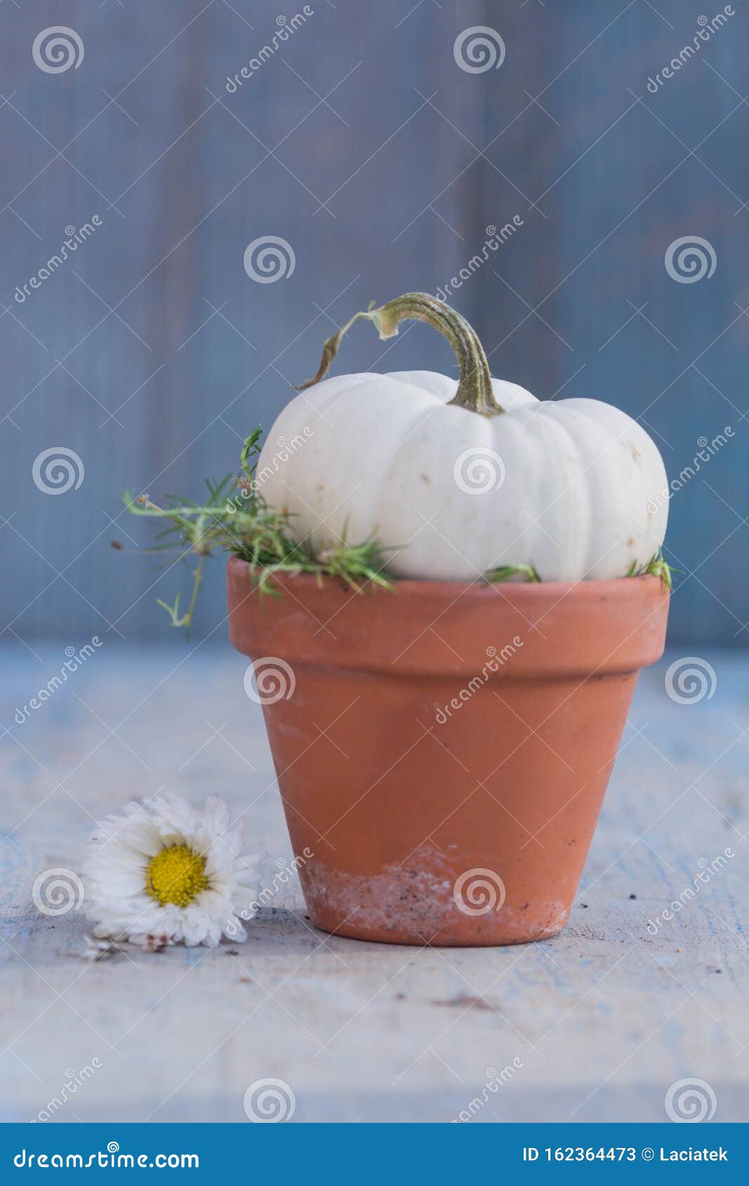 White Pumpkin Baby Boo and Daisy in a Ceramic Pot Stock Image - Image ...
