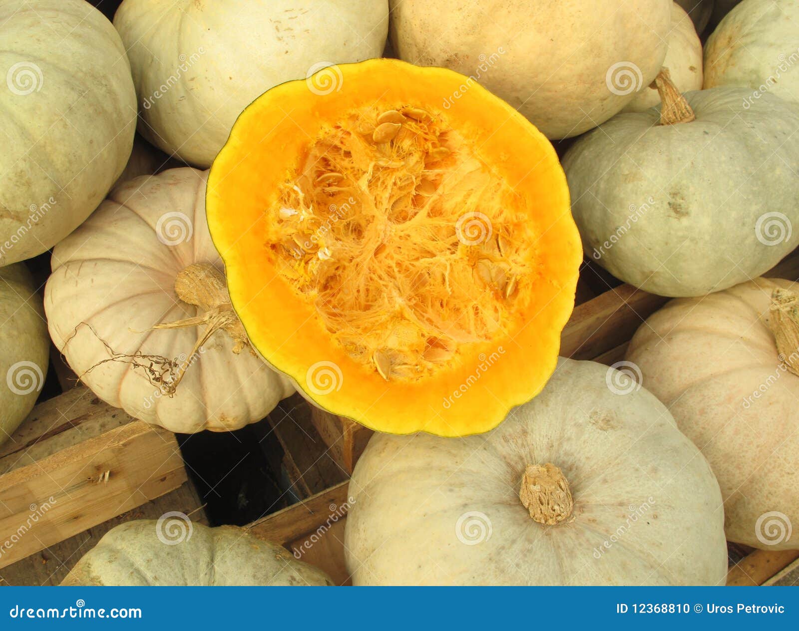 White Pumpkin Marrow Vegetable Stock Photo - Image of pumpkins, organic ...