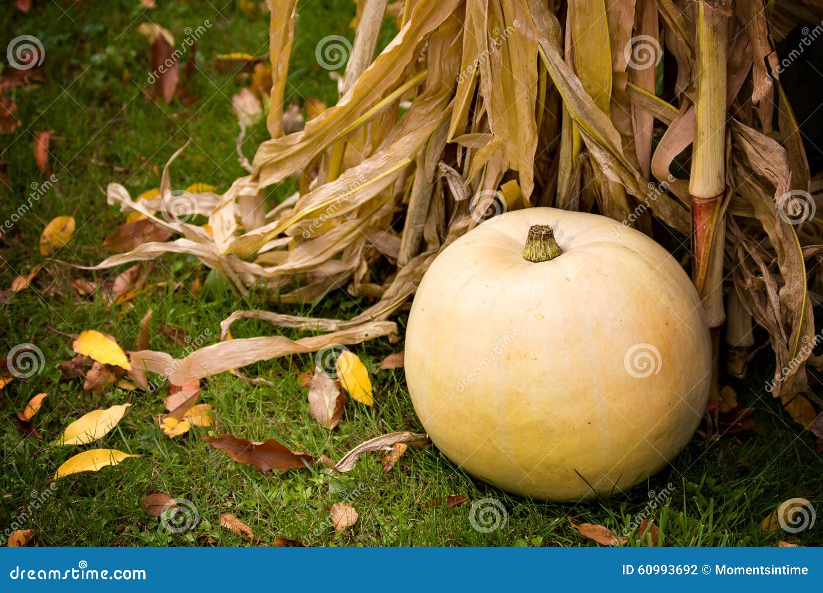White Pumpkin stock photo. Image of design, nature, pumpkin - 60993692