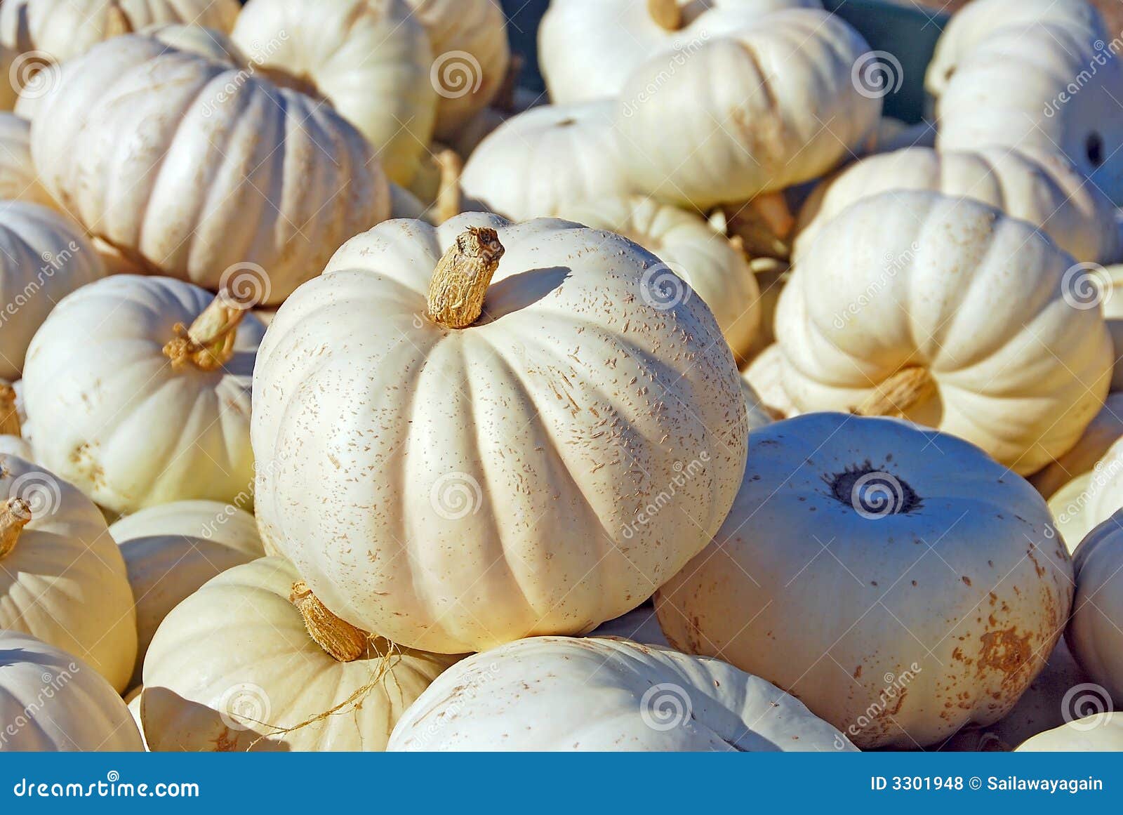White Pumpkins On Display Outside At A Farm Market Royalty-Free Stock ...