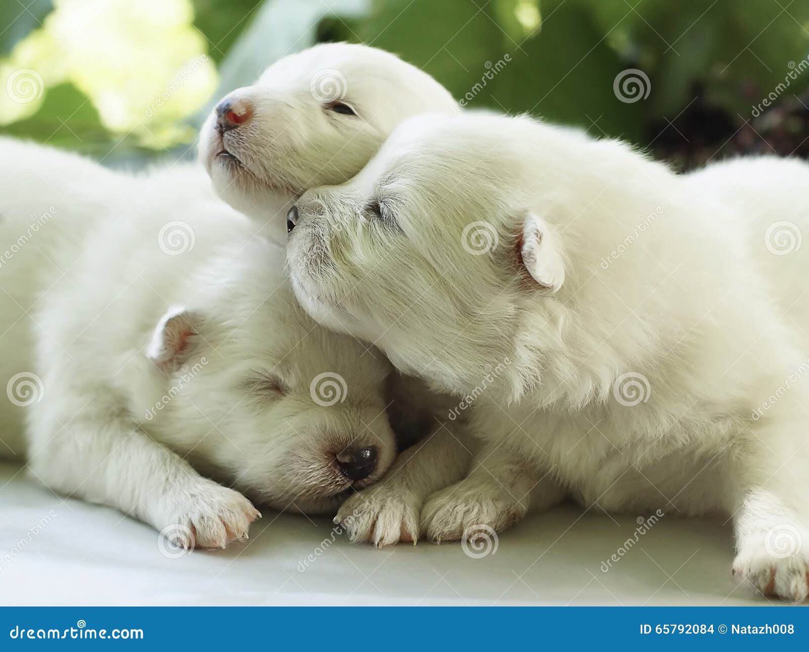 White puppies stock photo. Image of deer, beautiful, fresh - 65792084
