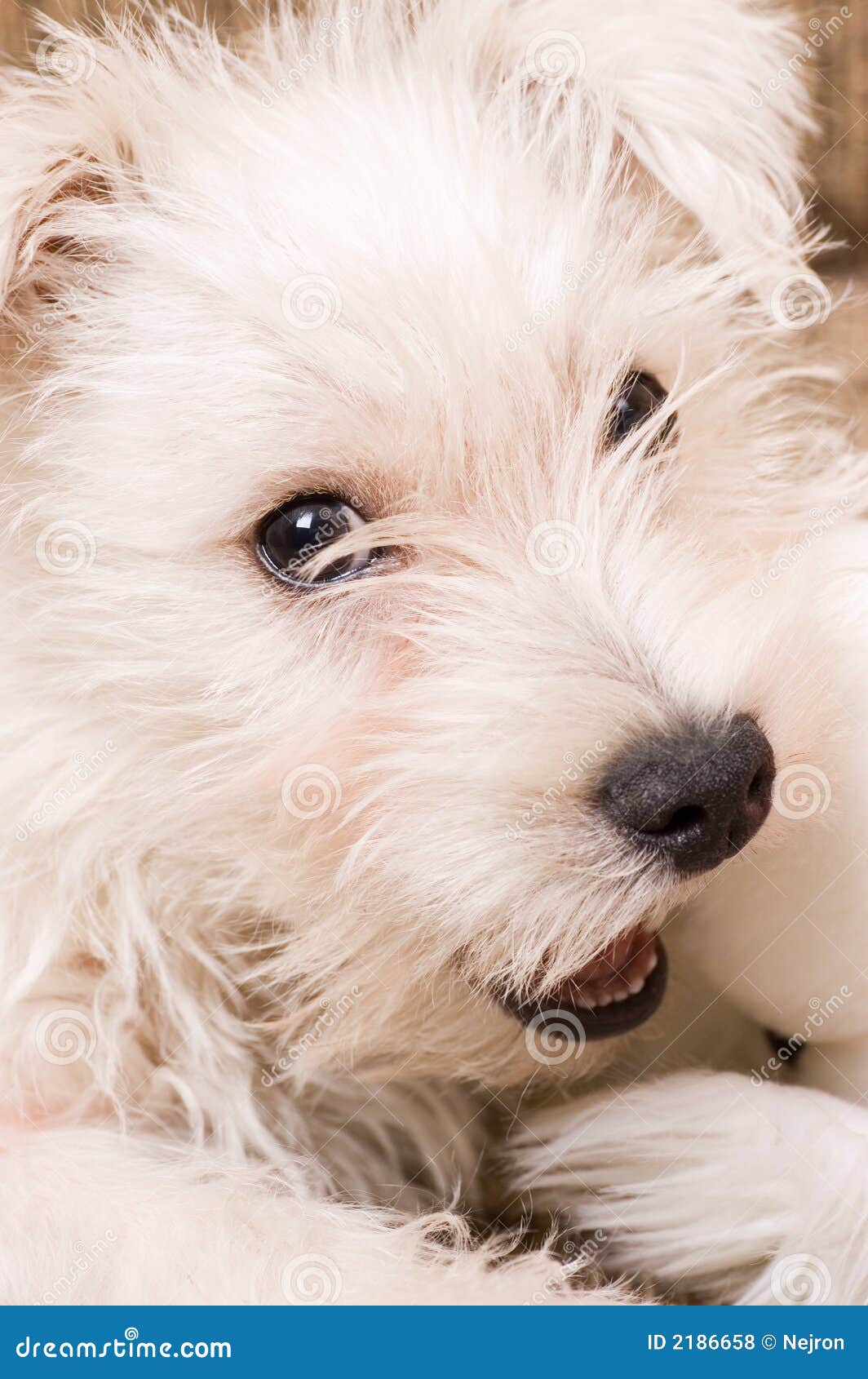 White puppy stock photo. Image of pure, white, purebred - 2186658