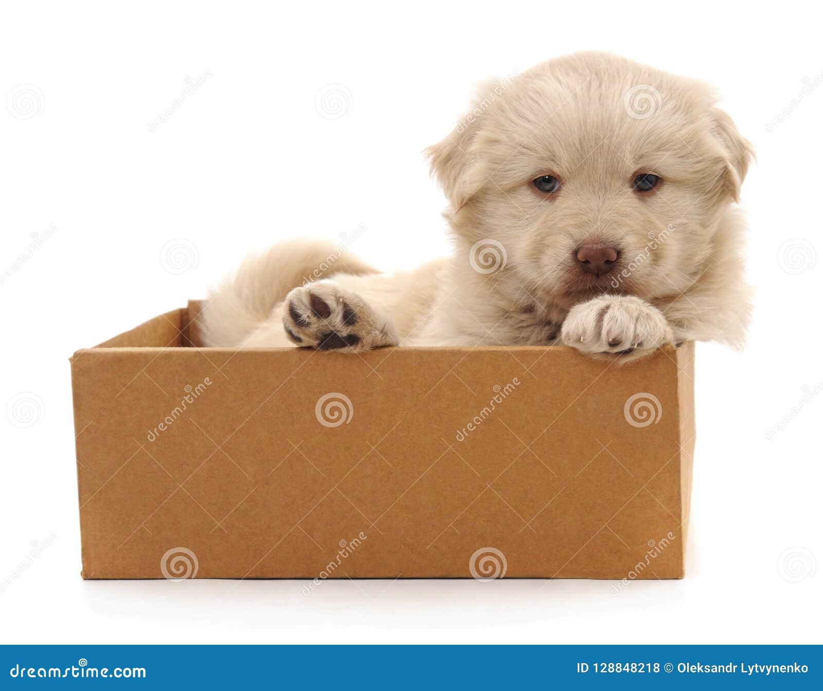 White puppy in a box. stock photo. Image of happiness - 128848218