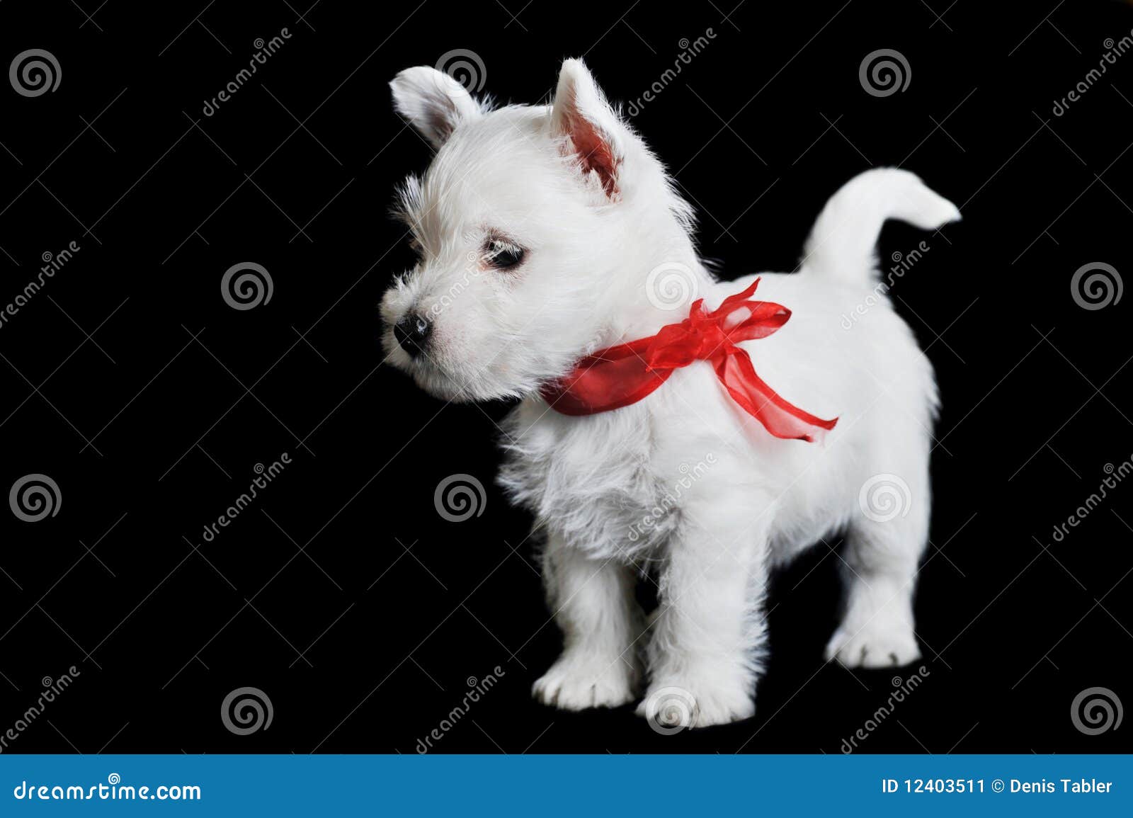 White Puppy with Red Ribbon Stock Image - Image of isolated, beauty ...