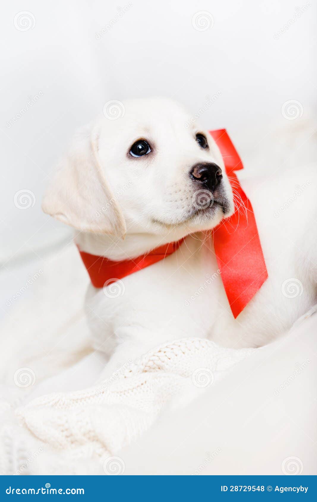 White Puppy with Red Ribbon on His Neck Stock Photo - Image of satin ...