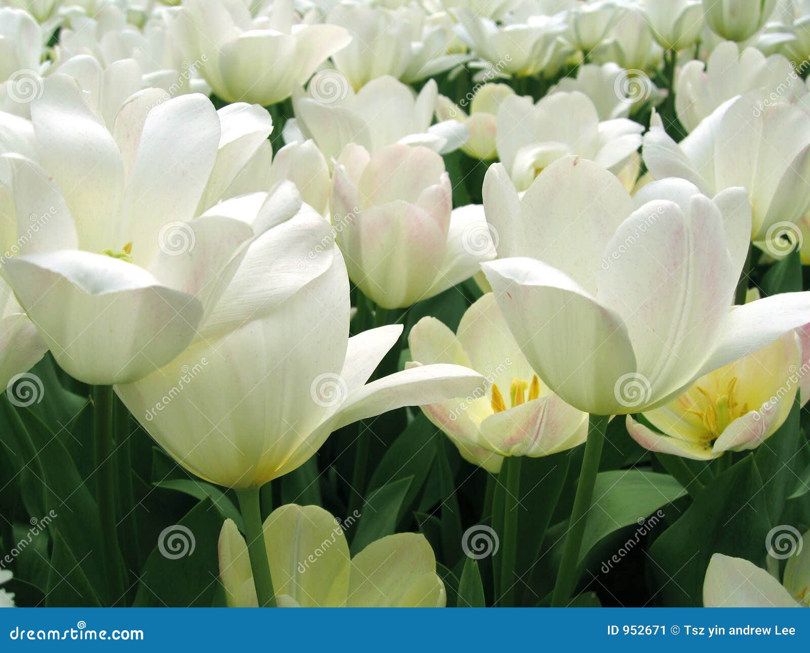 White & pure flowers stock image. Image of summer, season - 952671