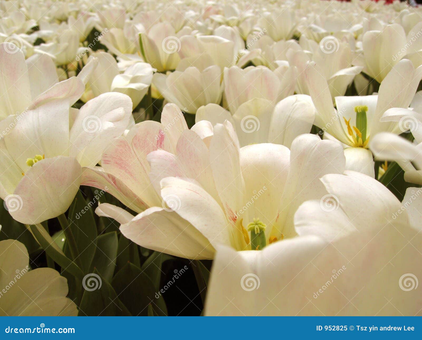 White & pure flowers stock image. Image of green, garden - 952825