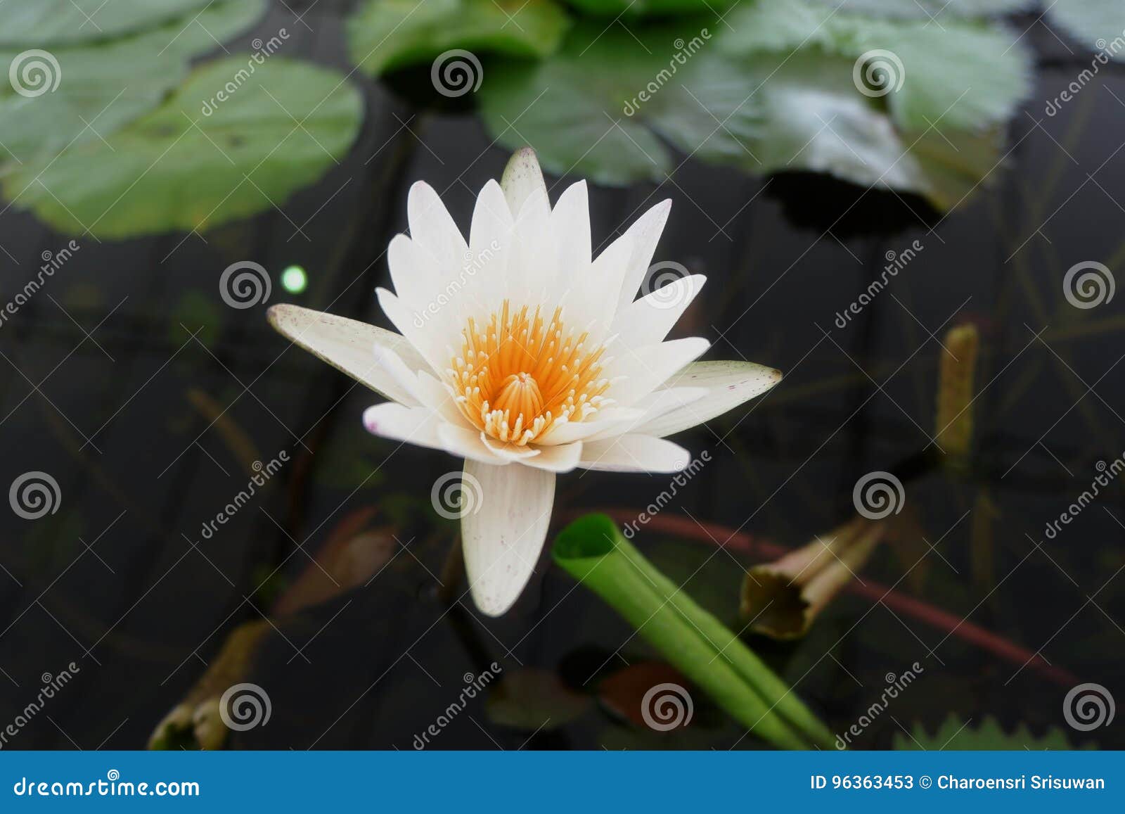 The White Purity Lotus Flower. Stock Image - Image of blossom, pond ...
