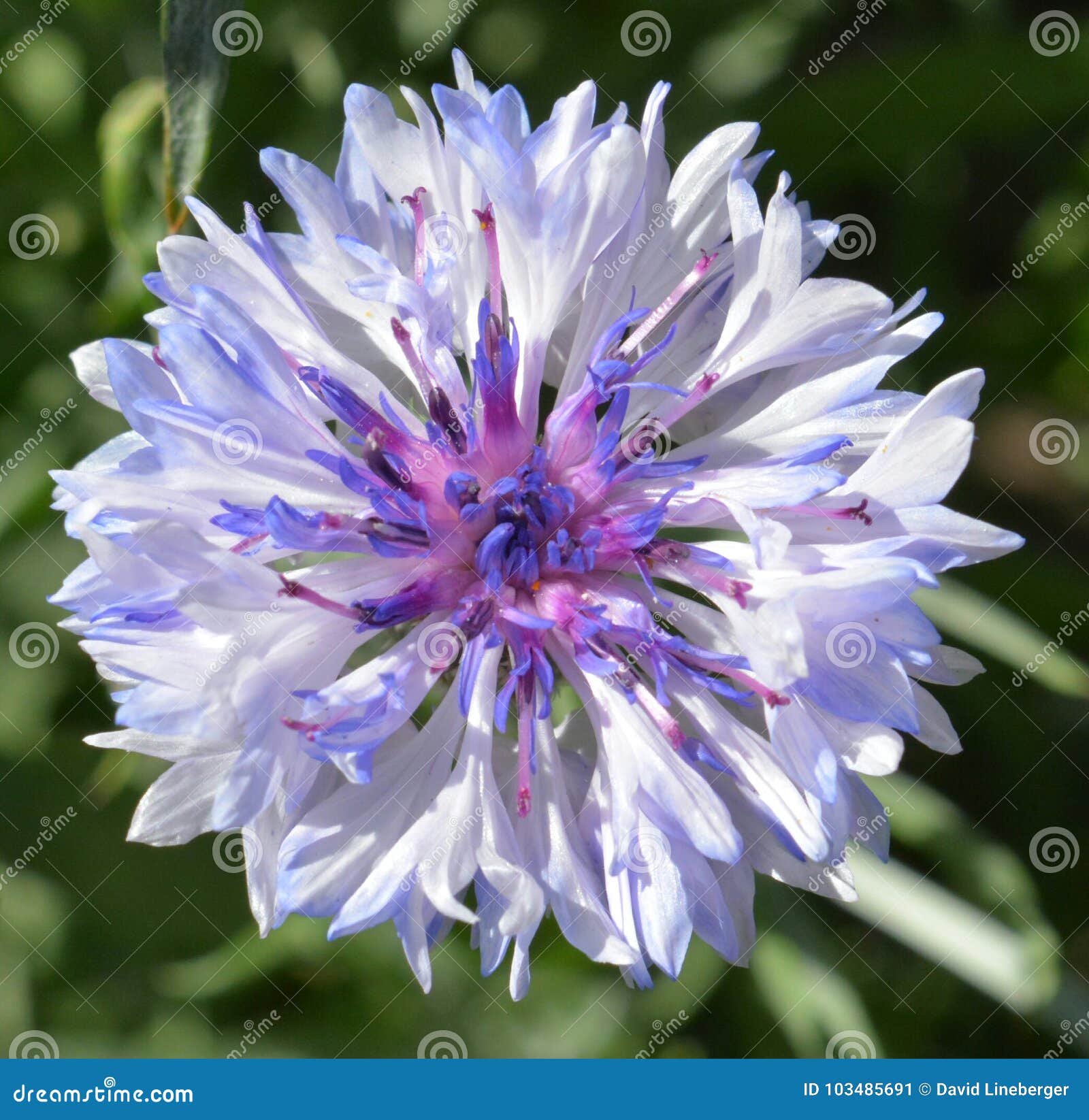 White and Purple Bachelor& X27;s Button Stock Image - Image of white ...