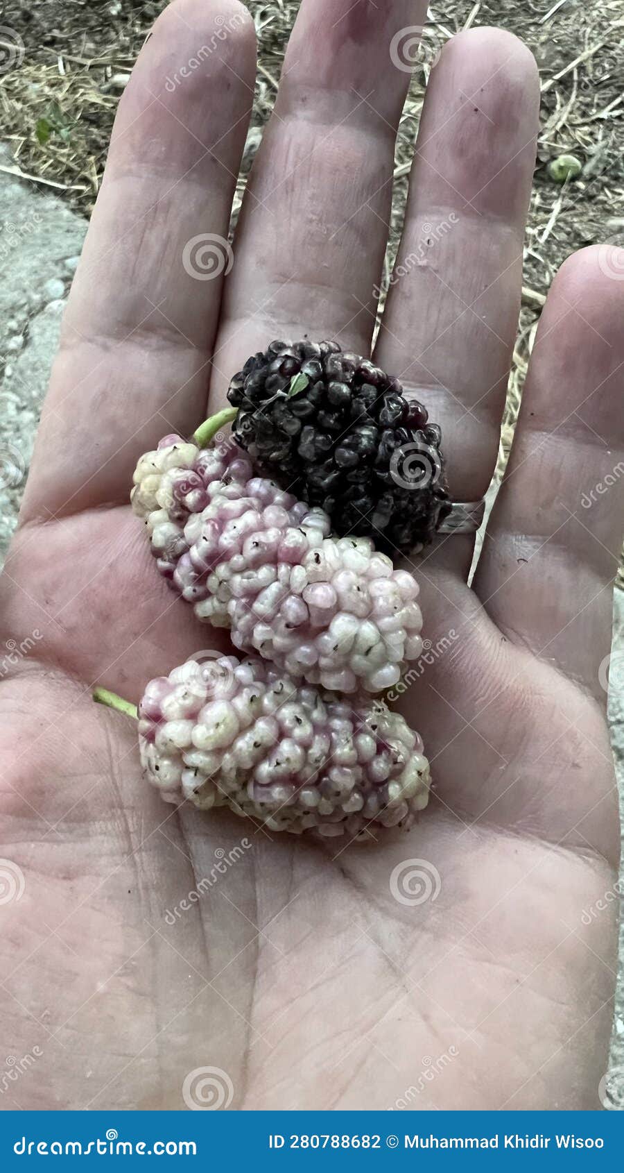 Kurdish white berries stock photo. Image of limb, hand - 280788682