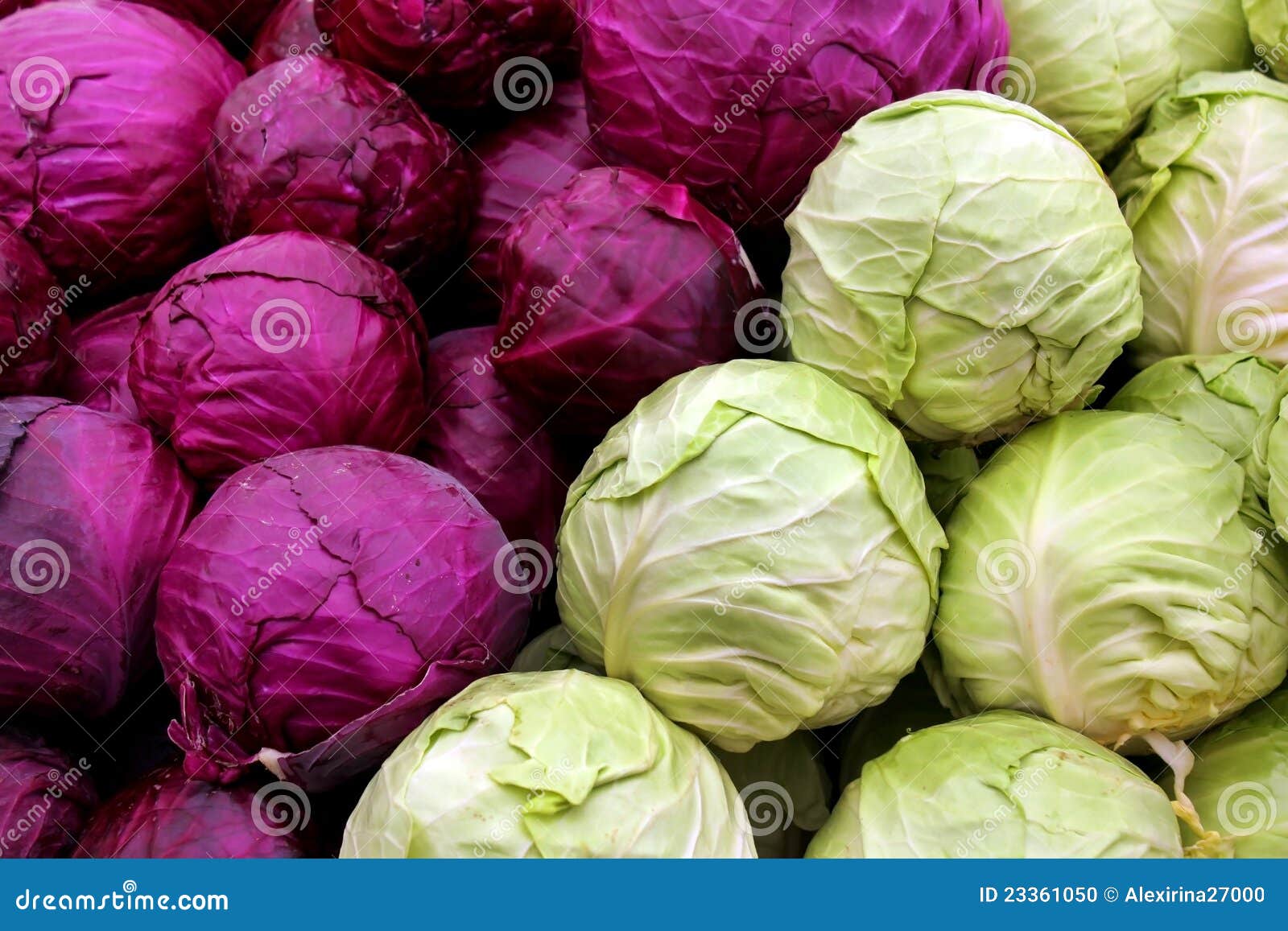 White and purple cabbage stock photo. Image of calories - 23361050