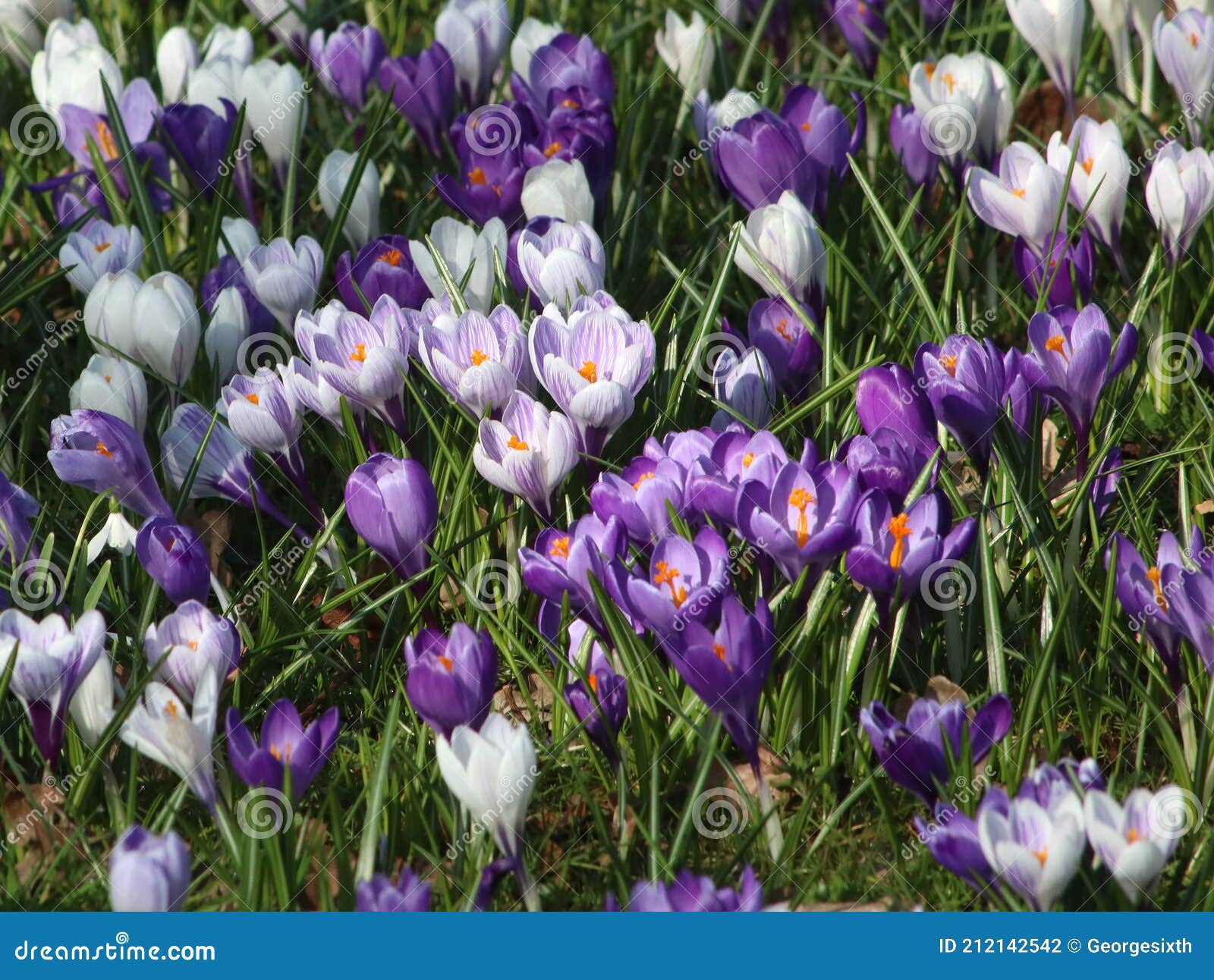 White and Purple Croci in Bloom in Grass Stock Photo - Image of details ...