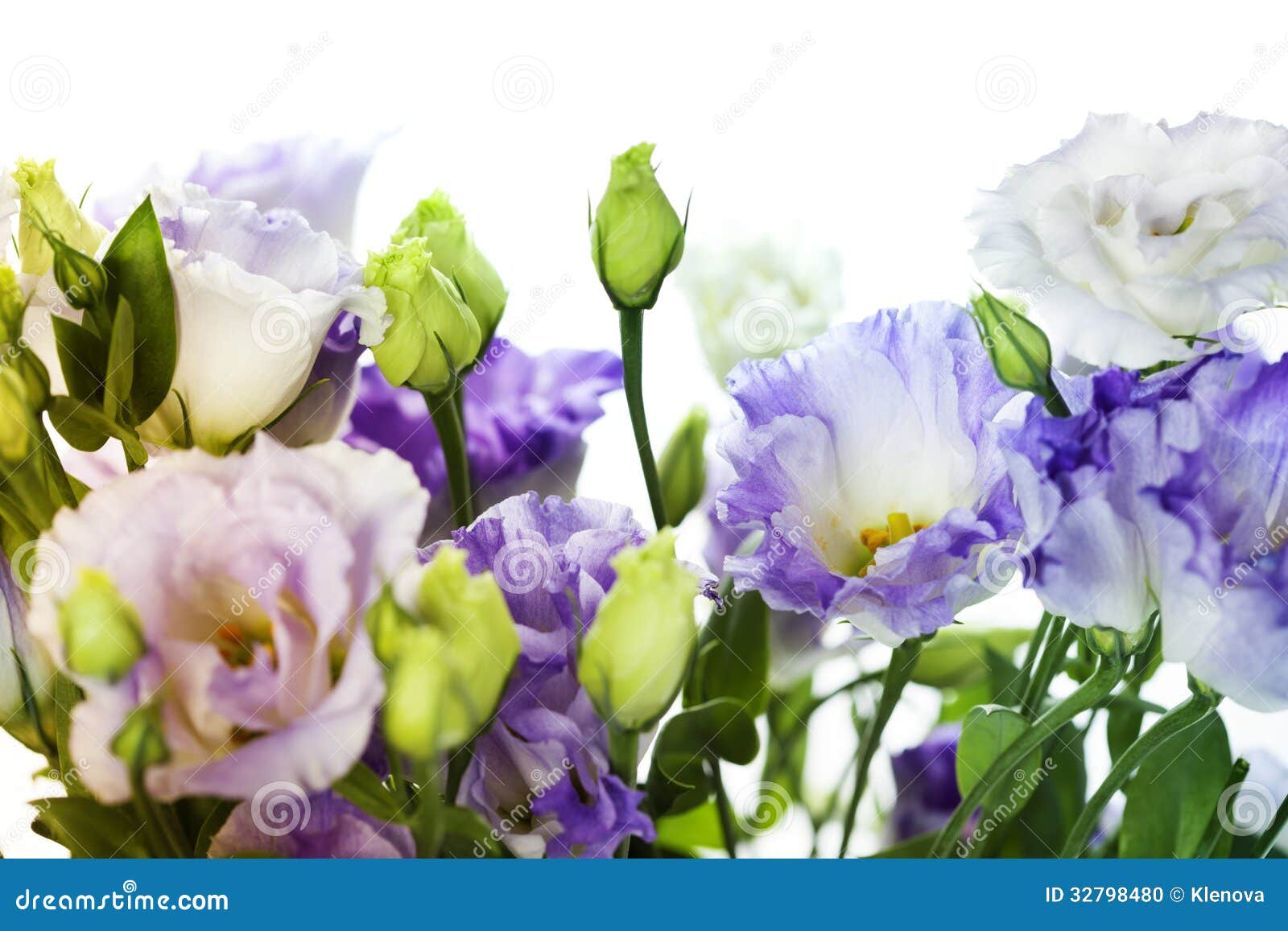 White and Purple Eustoma Flowers Stock Photo - Image of bright, botany ...