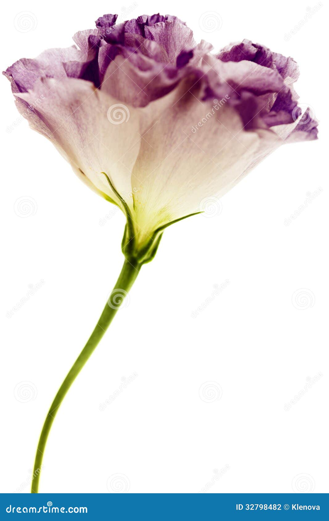 White and Purple Eustoma Flowers Stock Photo - Image of bunch ...