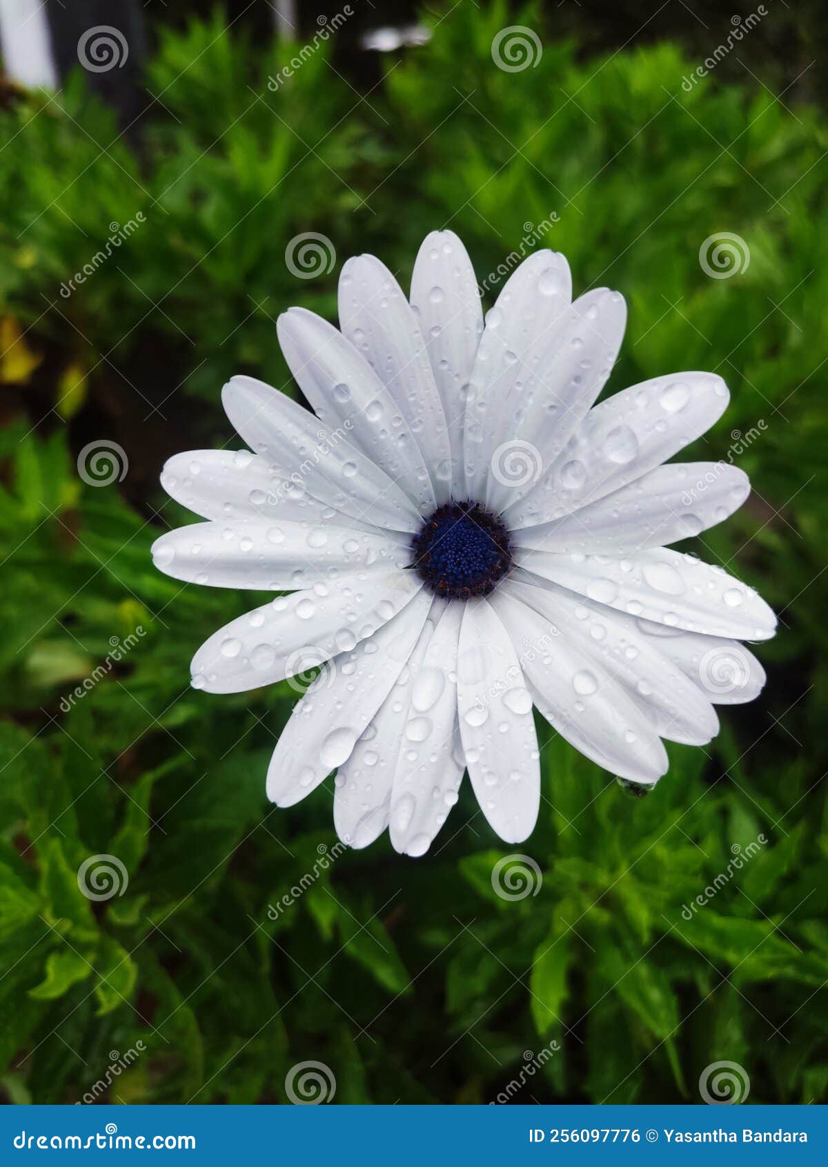 White Purple Flower.Babandasia Stock Photo - Image of daisy, green ...