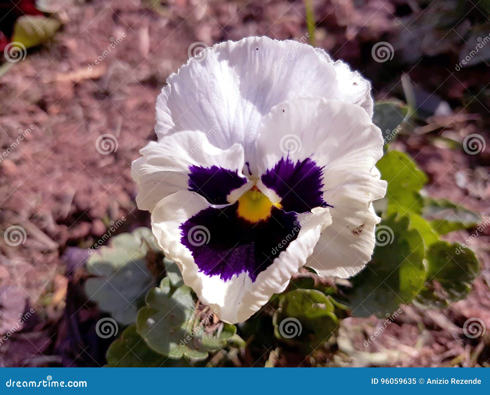 White and purple flower stock image. Image of white, purple - 96059635