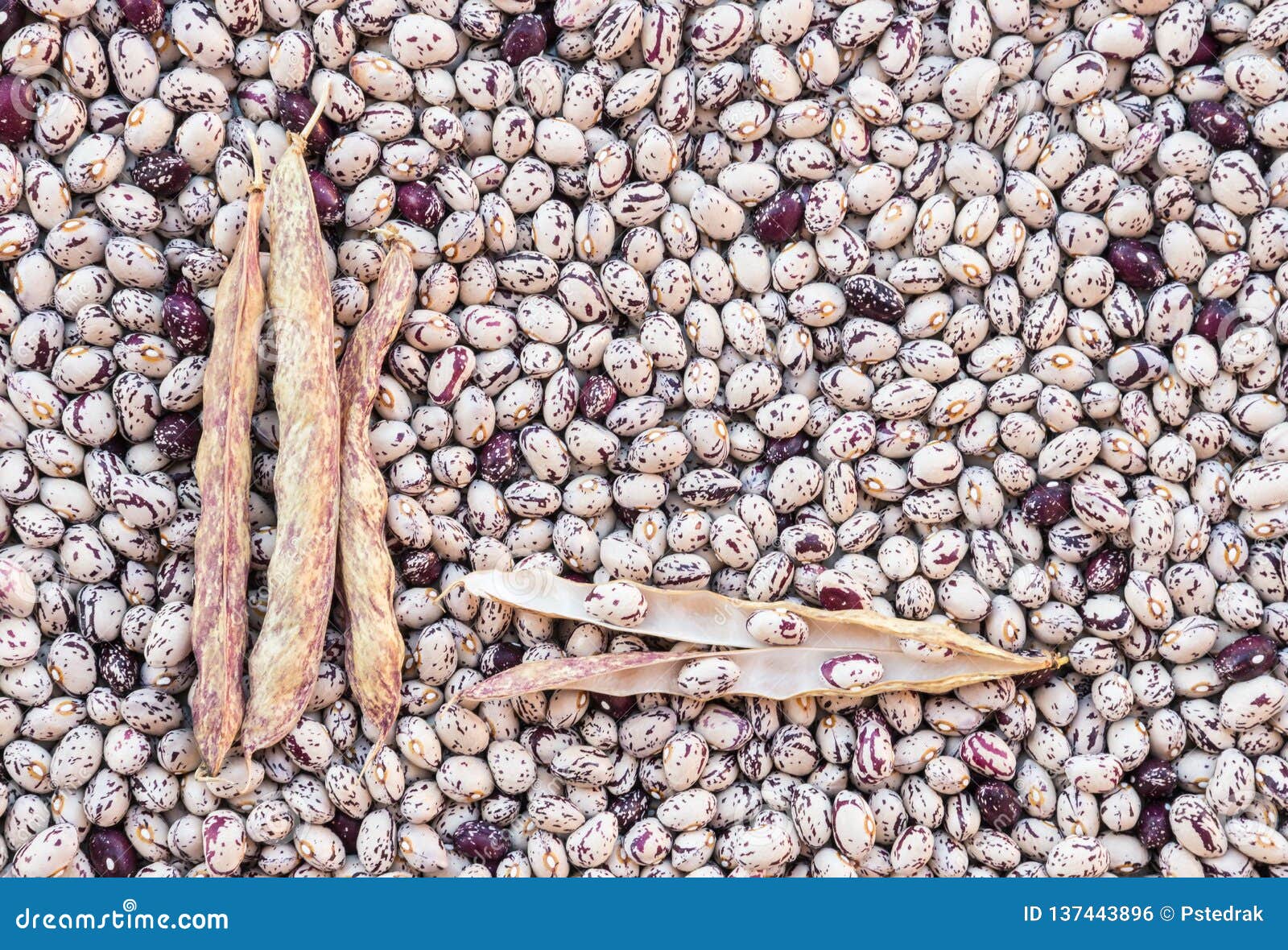 White and Purple Shelled Navy Beans with Copy Space Stock Photo - Image ...