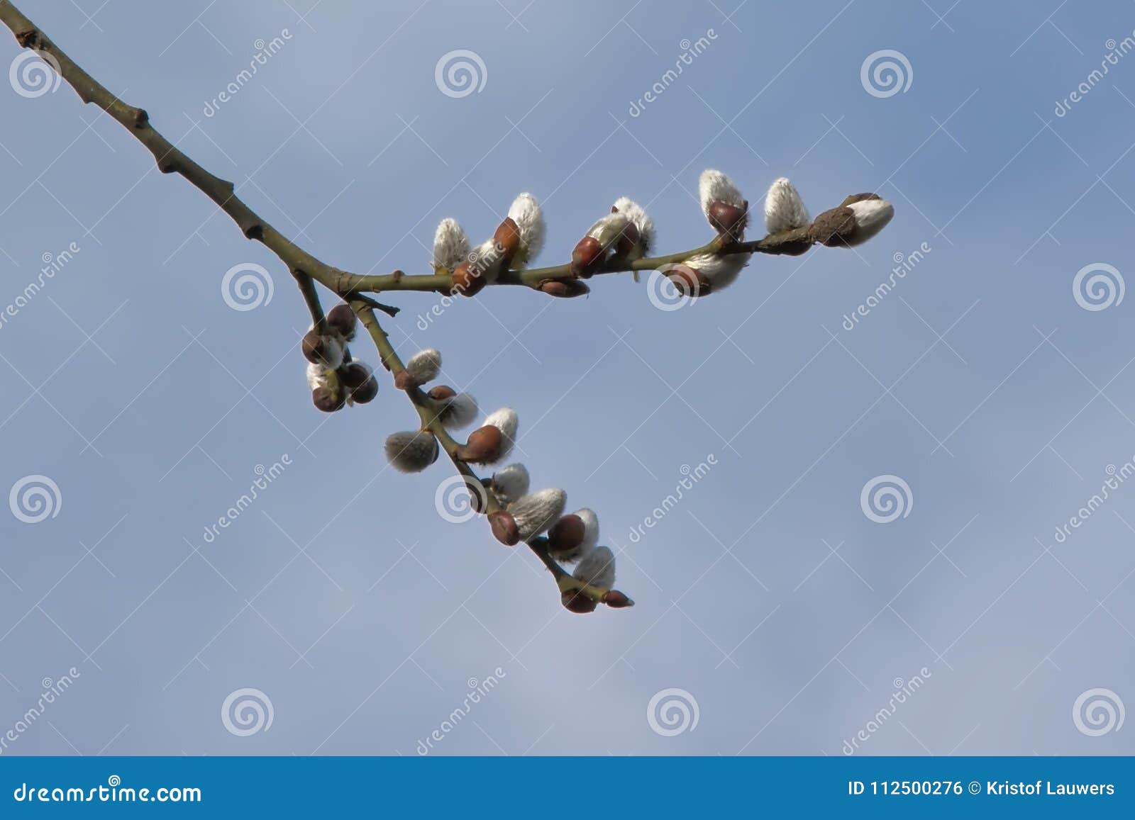 White Willow Catkins on a Blue Sky Stock Photo - Image of closeup ...