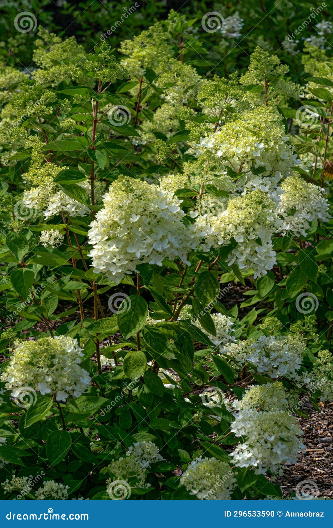 White Pyramidal Hydrangea Bushes in a City Park Stock Photo - Image of ...