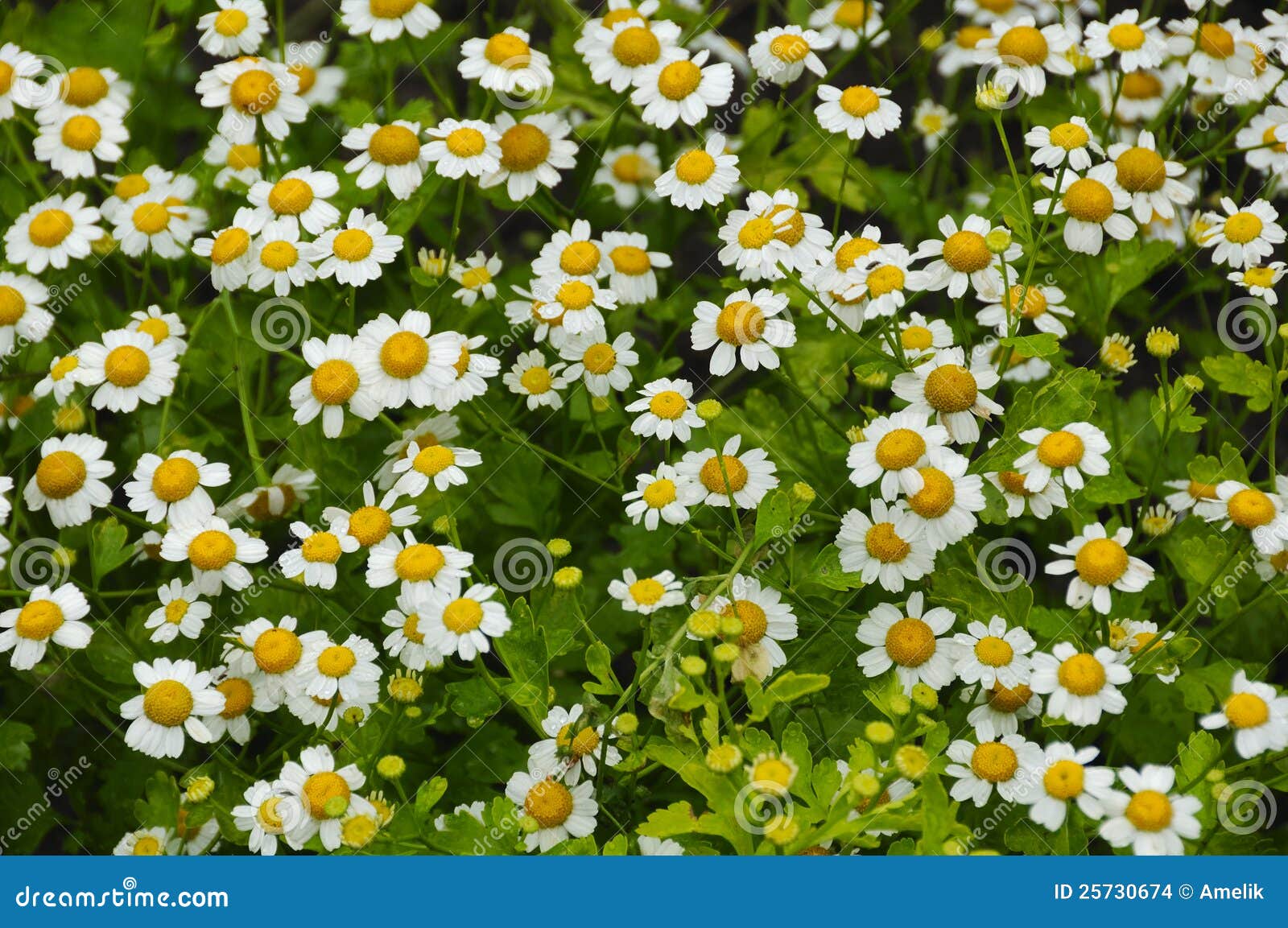 White pyrethrum parthenium stock photo. Image of background - 25730674
