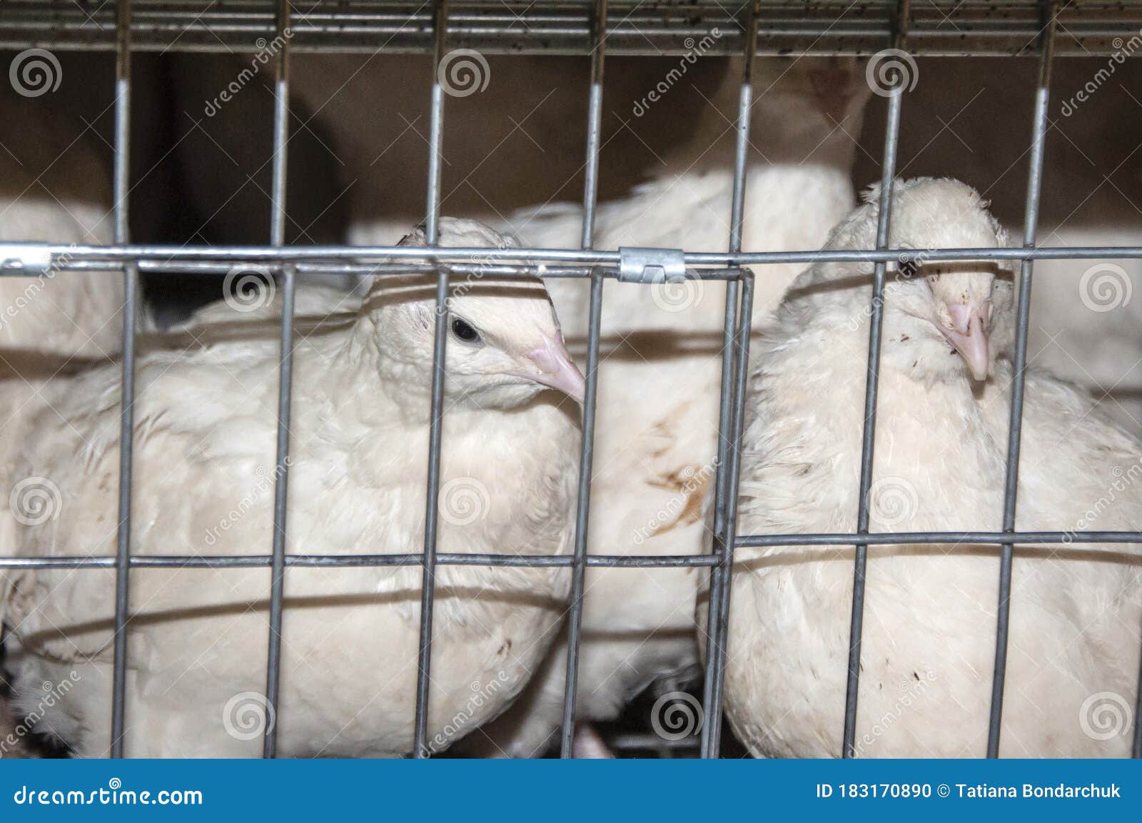 White Quail in a Cage Close-up. Quail Farm Stock Photo - Image of cage ...