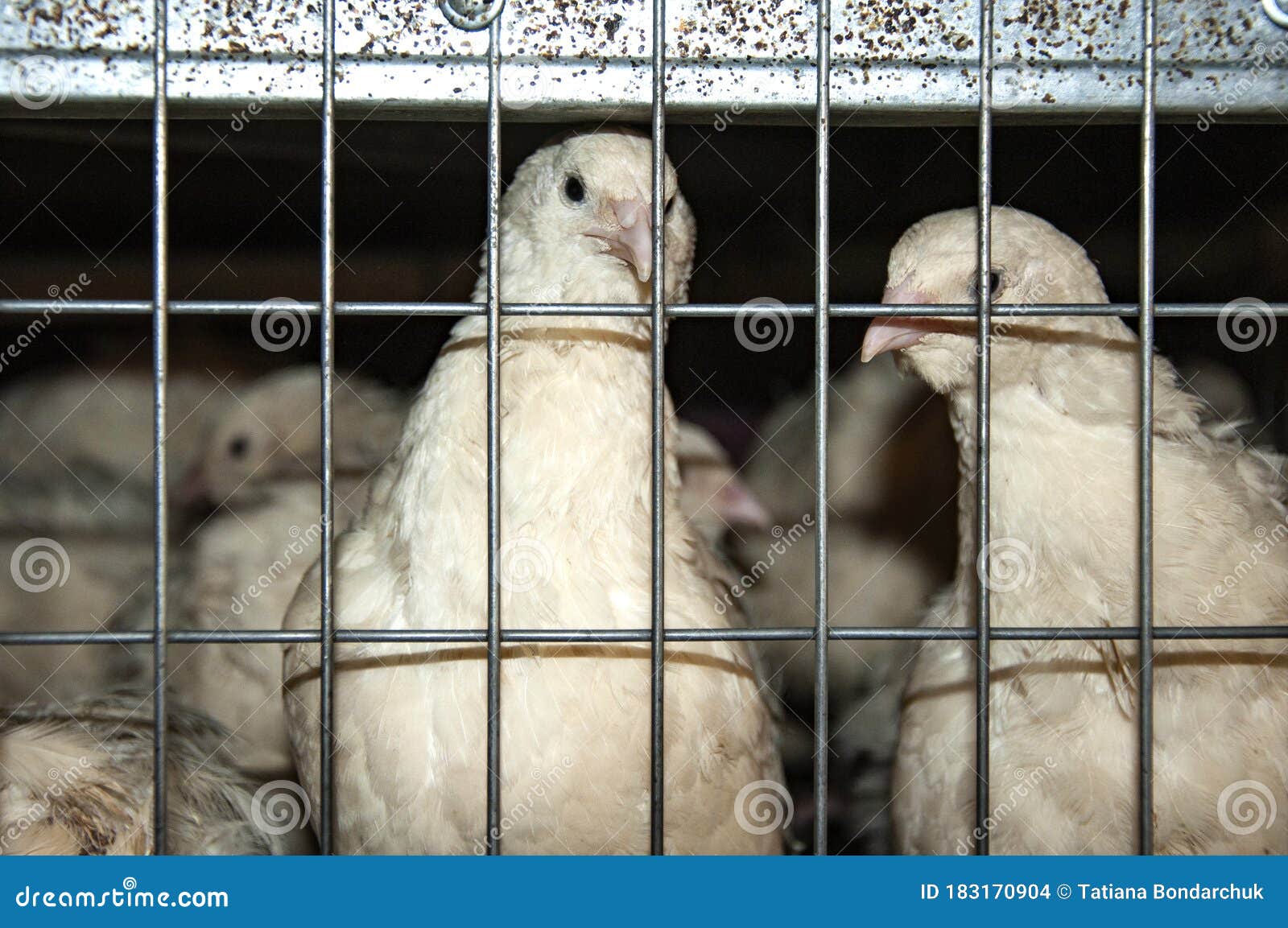 White Quail in a Cage Close-up. Quail Farm Stock Photo - Image of fauna ...