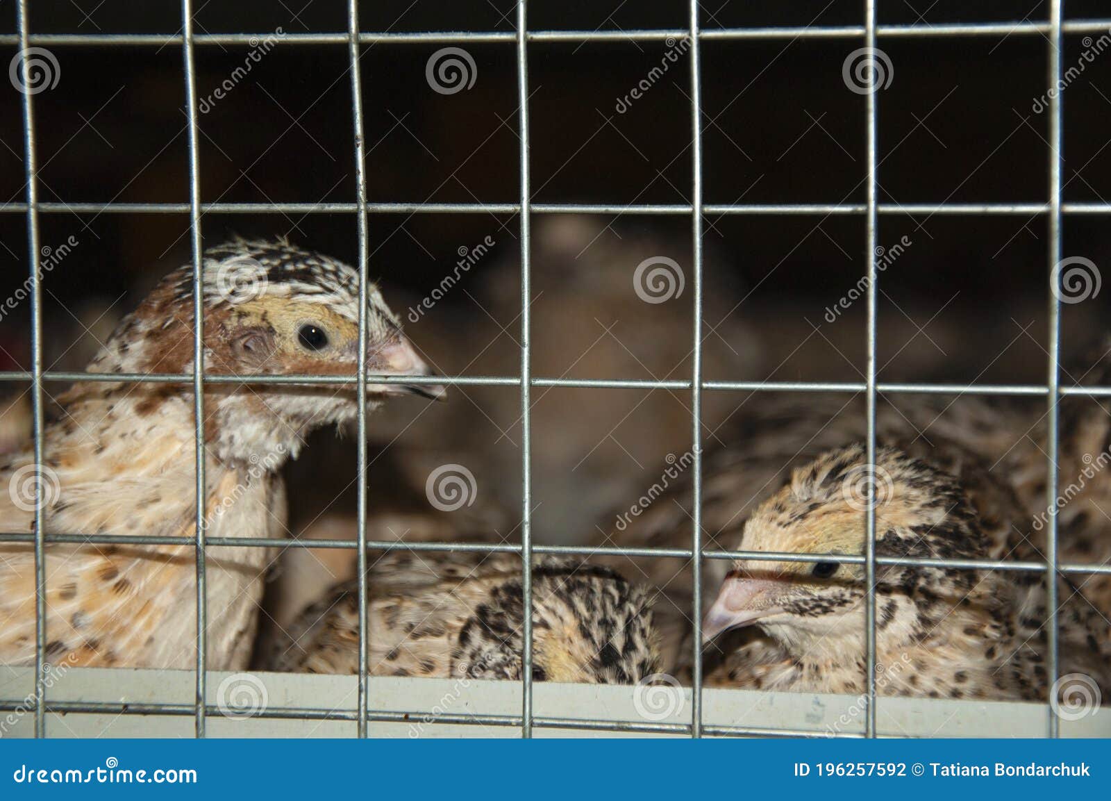 White Quail in a Cage Close-up. Quail Farm Stock Photo - Image of rural ...