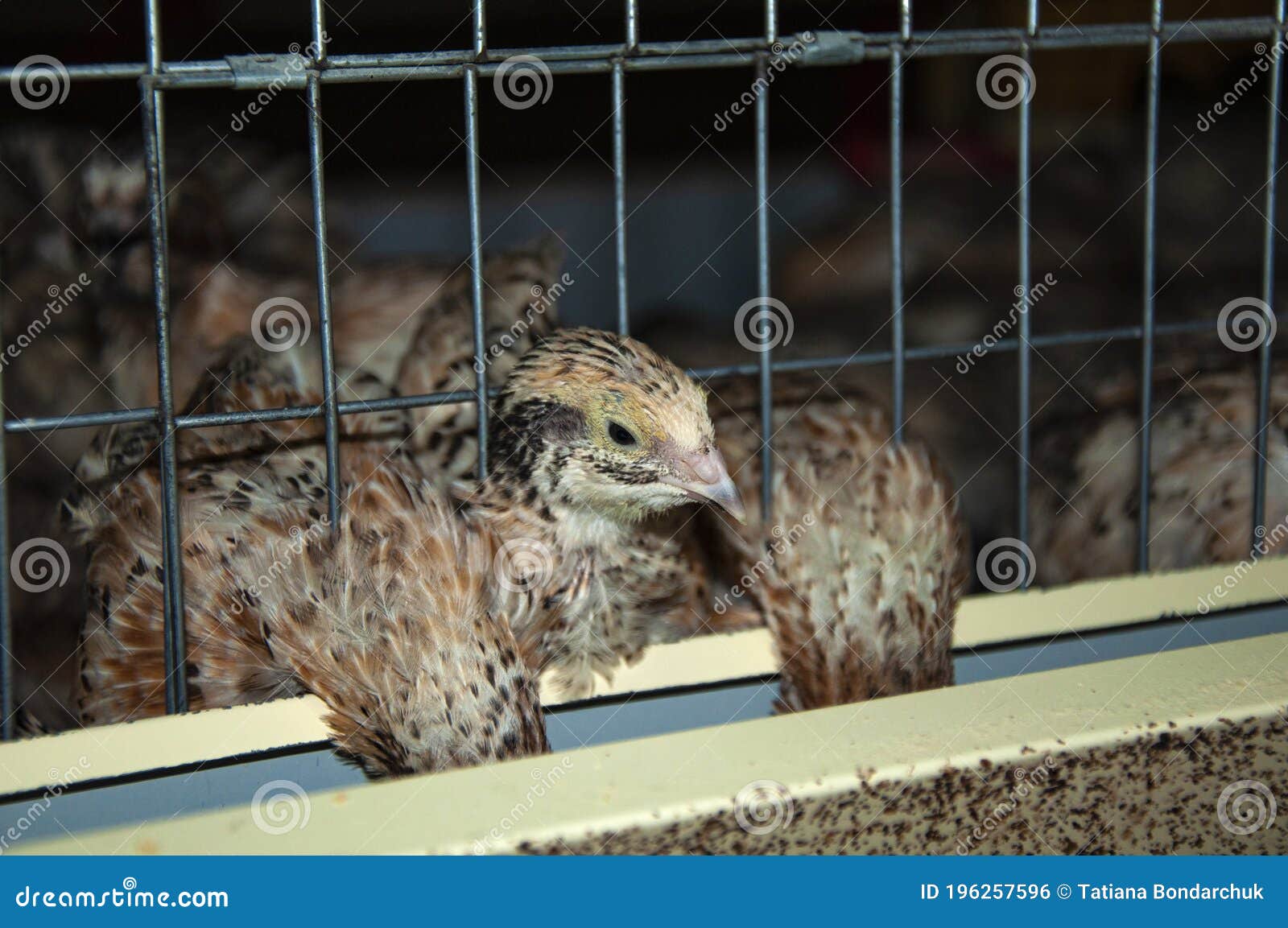 White Quail in a Cage Close-up. Quail Farm Stock Photo - Image of ...